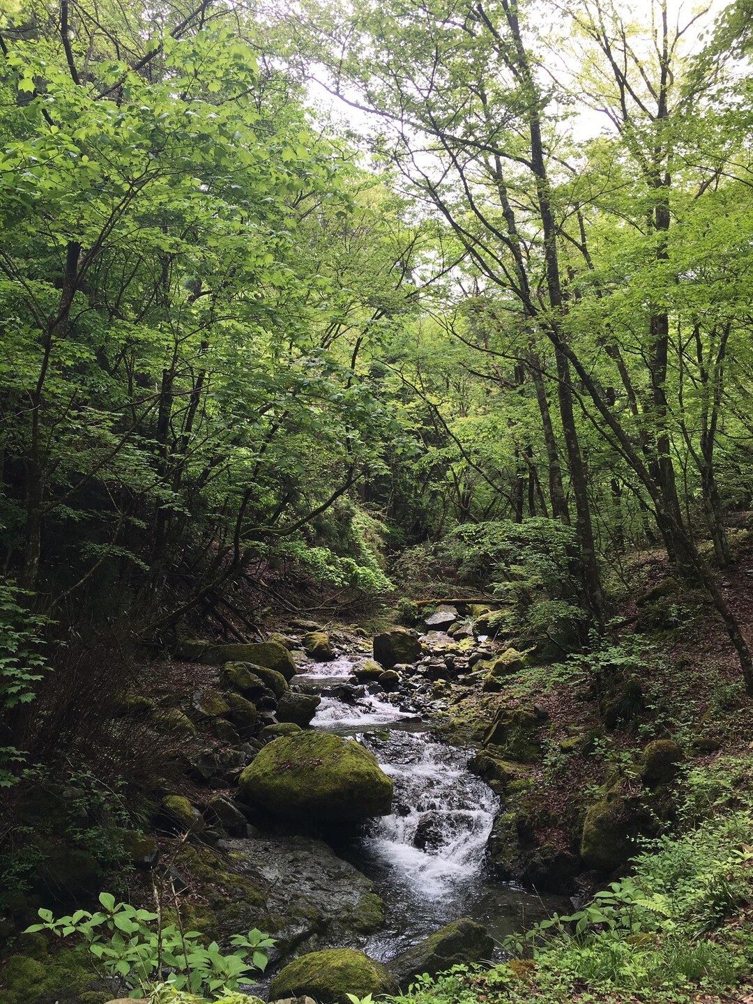 2016.05.10,11 山梨県南都留... / piyoさんのモーメント | YAMAP / ヤマップ