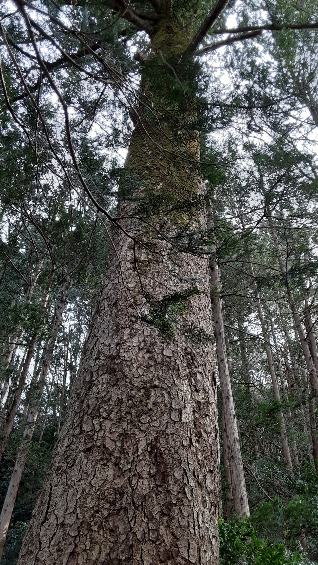 SSMさんの投稿したフィールドメモ | YAMAP / ヤマップ