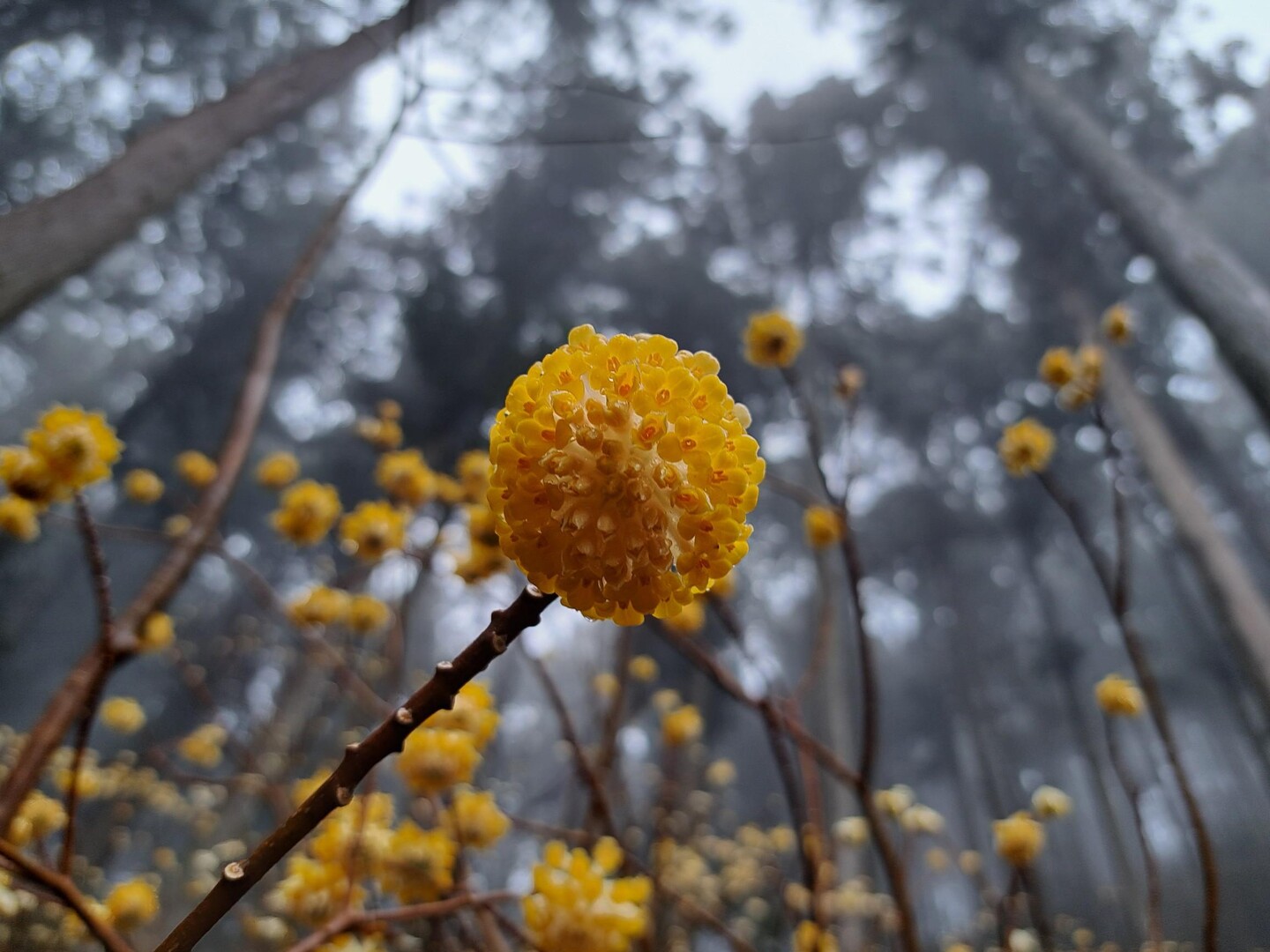 高室山-2024-03-24 / itimiさんの高室山の活動データ | YAMAP / ヤマップ