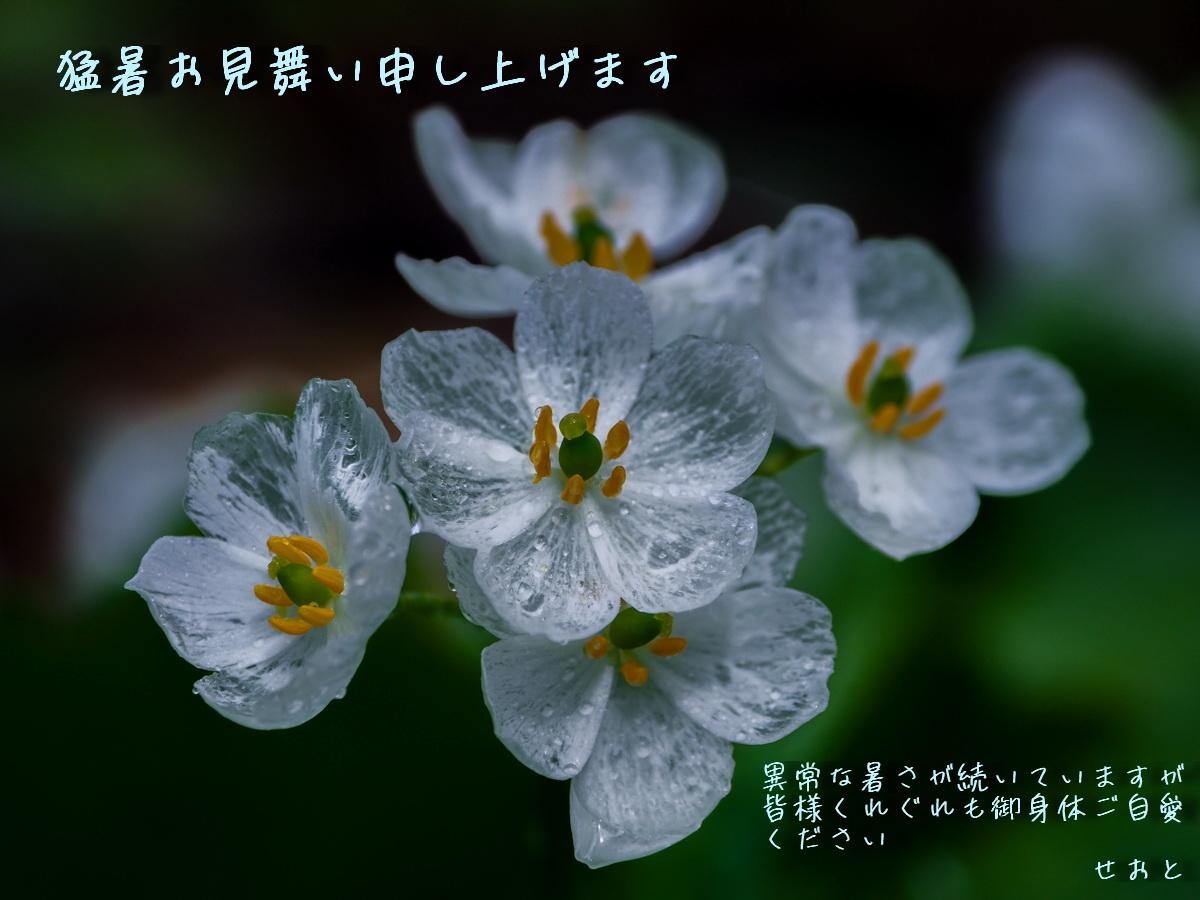 2023.08.03(木) 11:19 / せおとさんのモーメント | YAMAP / ヤマップ