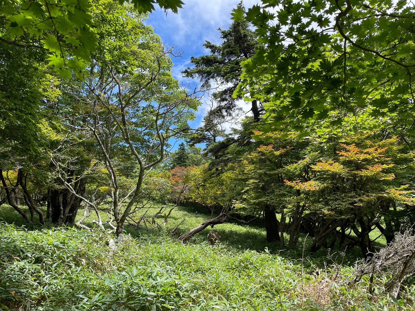 大台ヶ原山（日出ヶ岳） / tosさんの大台ヶ原山・日出ヶ岳・大杉谷の活動データ | YAMAP / ヤマップ