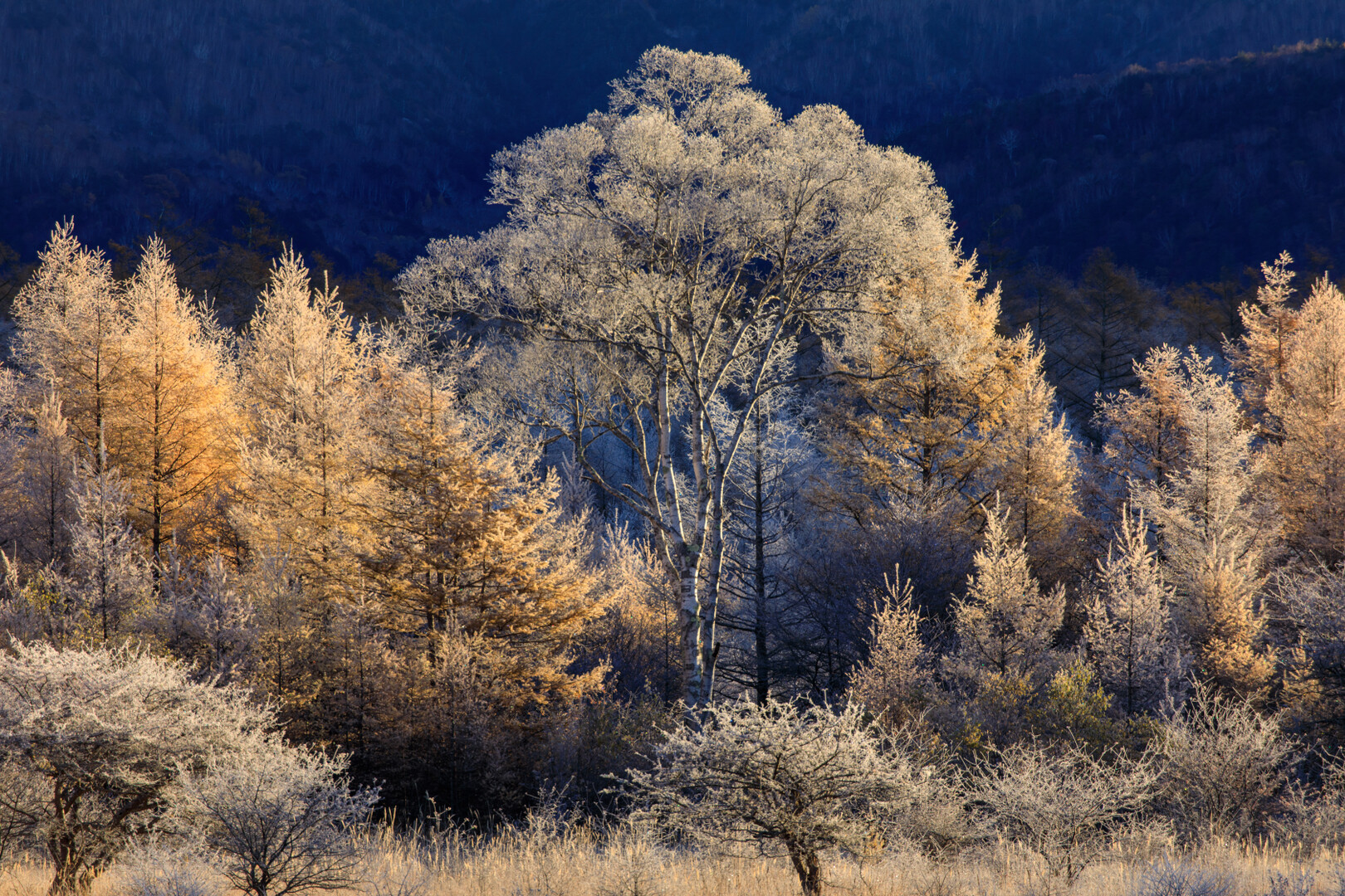 小田代ヶ原-2021-10-30 / tomoさんの日光白根山・五色山・錫ヶ岳の活動データ | YAMAP / ヤマップ