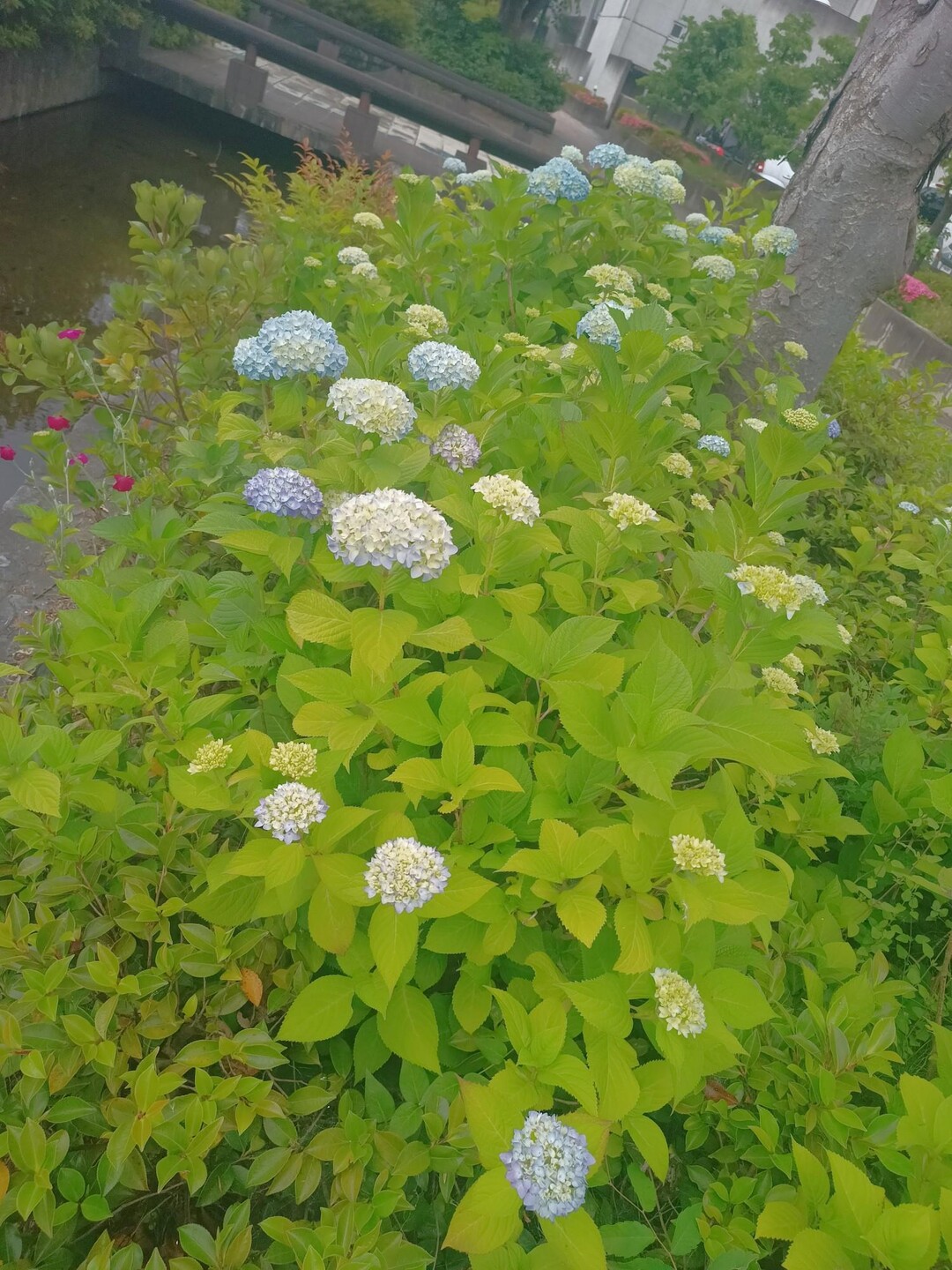 祓川ラン-2024-05-31 / Nozomiさんのランニングの活動データ | YAMAP / ヤマップ