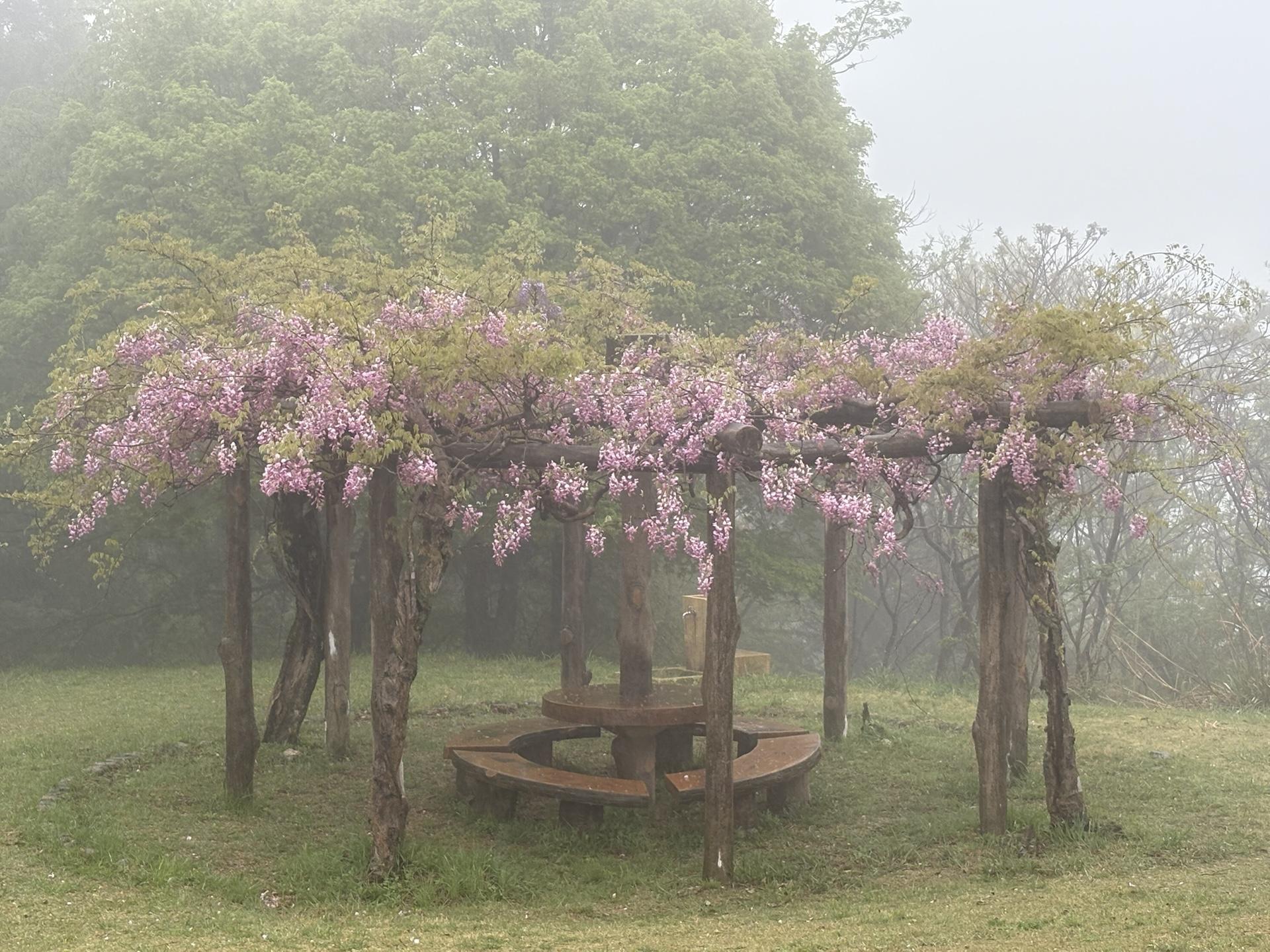 今日は雨☔️ 天筒山 / miniさんの天筒山・中池見湿地の活動データ | YAMAP / ヤマップ