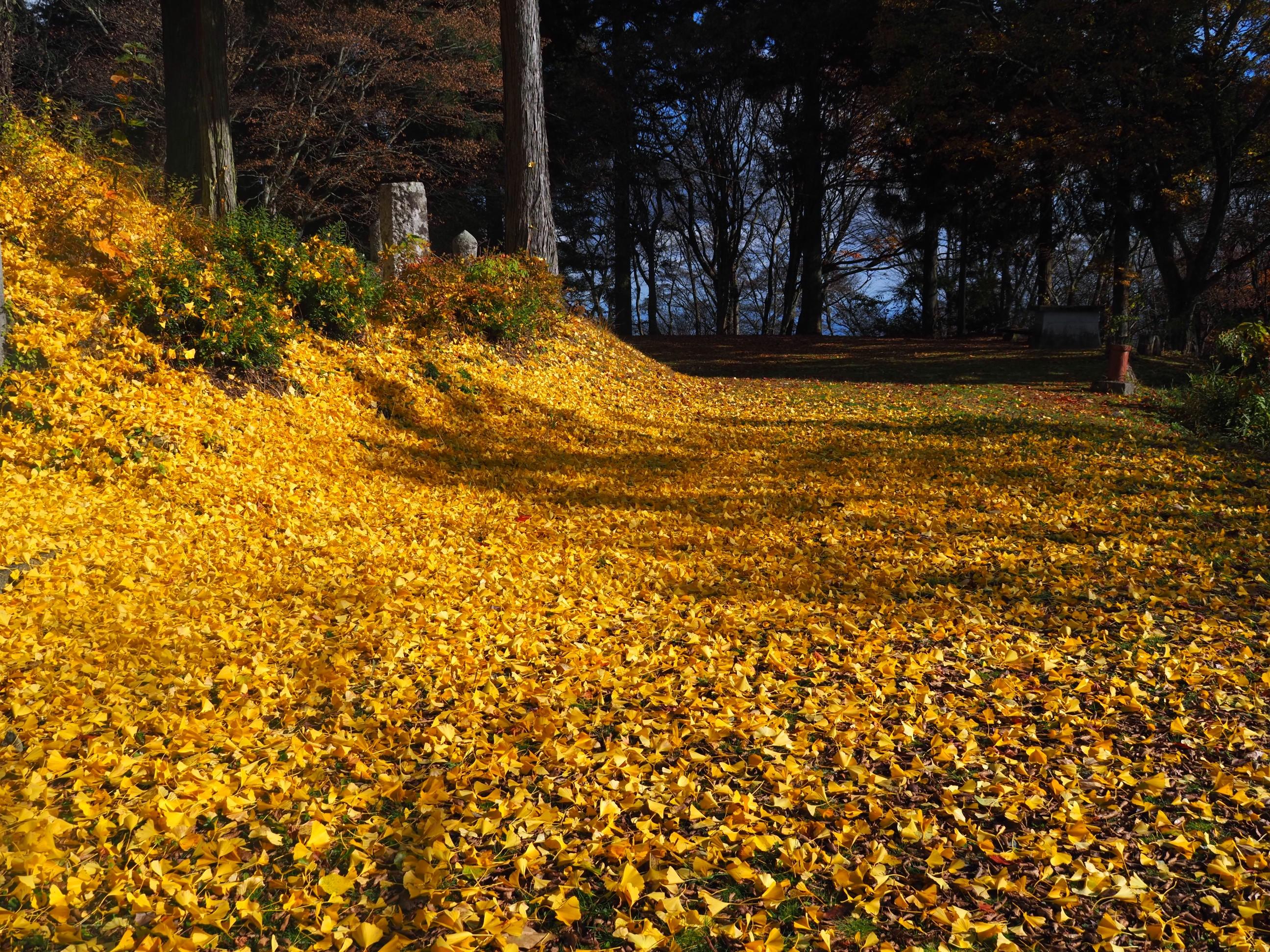 中寺・大川山 / h3さんの竜王山（讃岐山脈）・大川山の活動データ | YAMAP / ヤマップ
