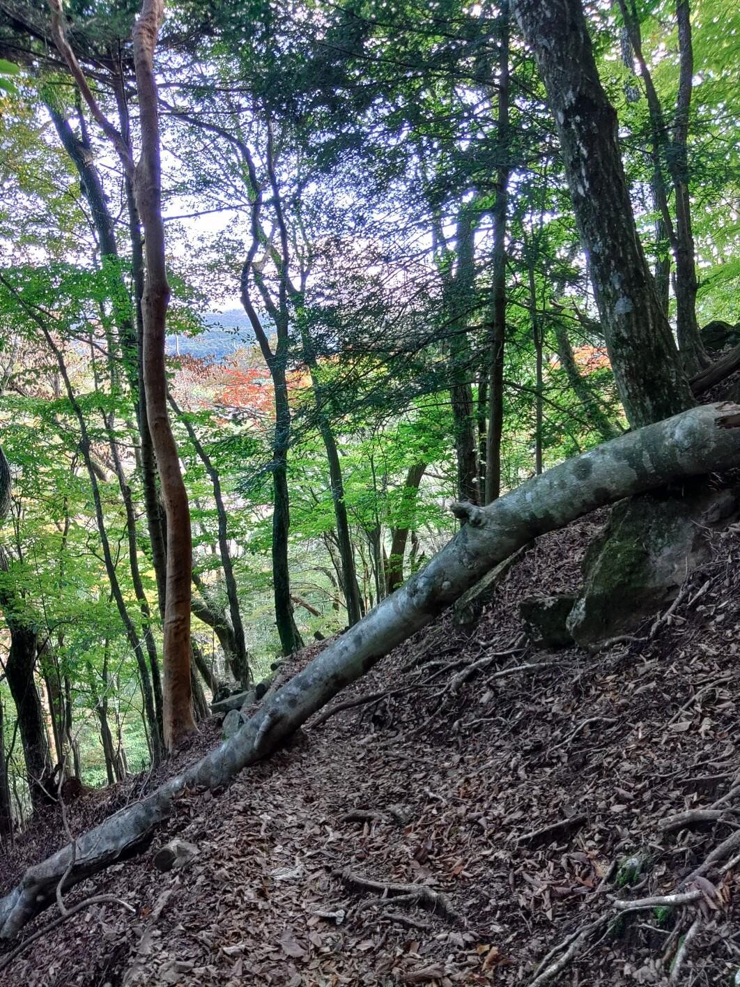 AYUおやじさんの投稿したフィールドメモ | YAMAP / ヤマップ