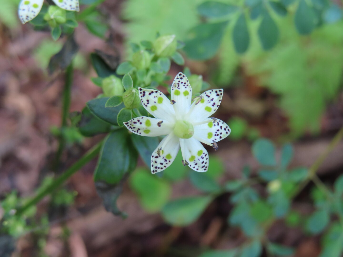 池田山-2023-10-14 / ibizouさんの池田山の活動データ | YAMAP / ヤマップ