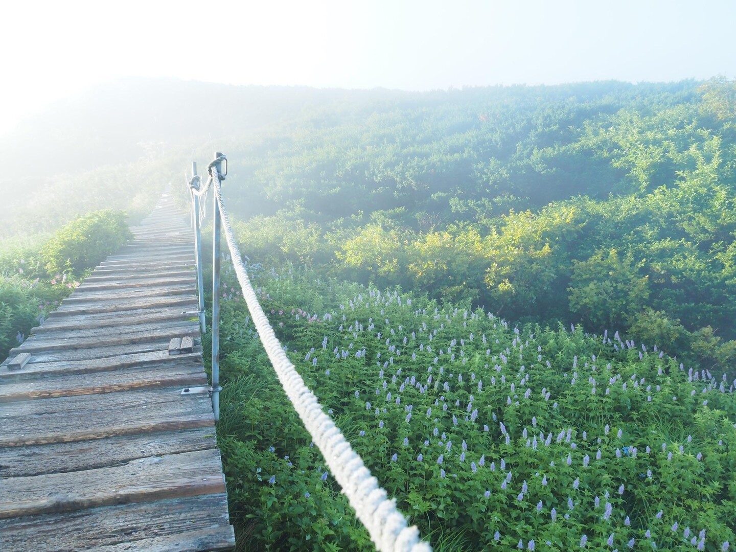 大山（弥山） / chiさんの大山・甲ヶ山・野田ヶ山の活動データ | YAMAP / ヤマップ