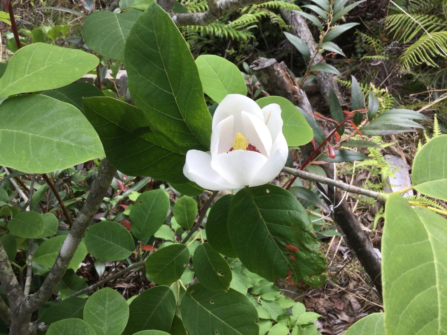 石船山・右田ヶ岳 / Akinobuさんの右田ヶ岳・西目山・楞厳寺山の活動データ | YAMAP / ヤマップ