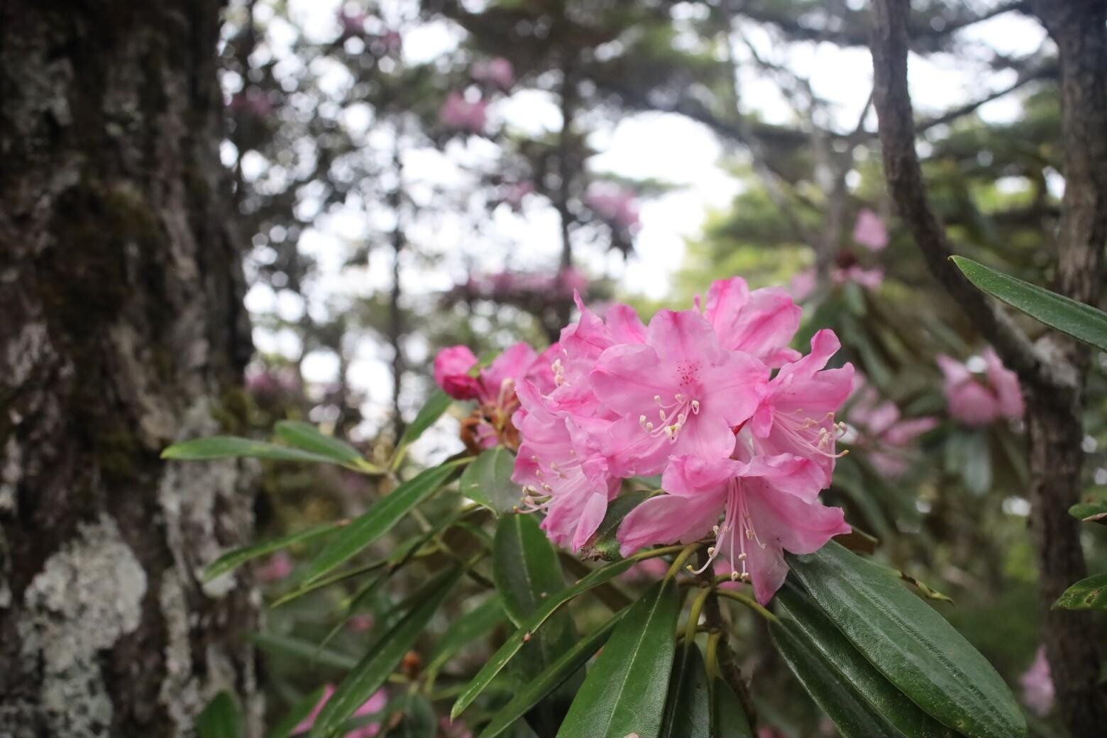 新人養成合宿 / K.Ryotaさんの瑞牆山・金峰山の活動データ | YAMAP / ヤマップ