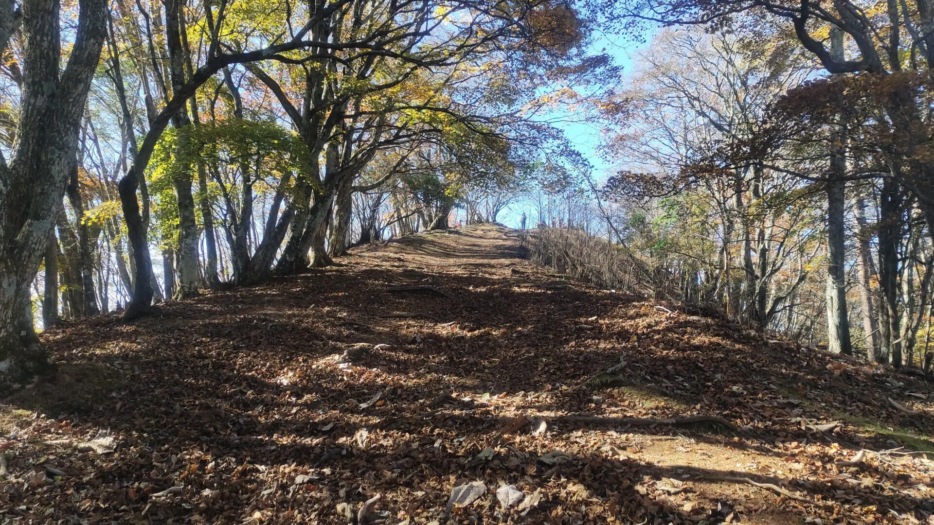 川苔山 / ma-kunさんの川苔山（川乗山）の活動データ | YAMAP / ヤマップ