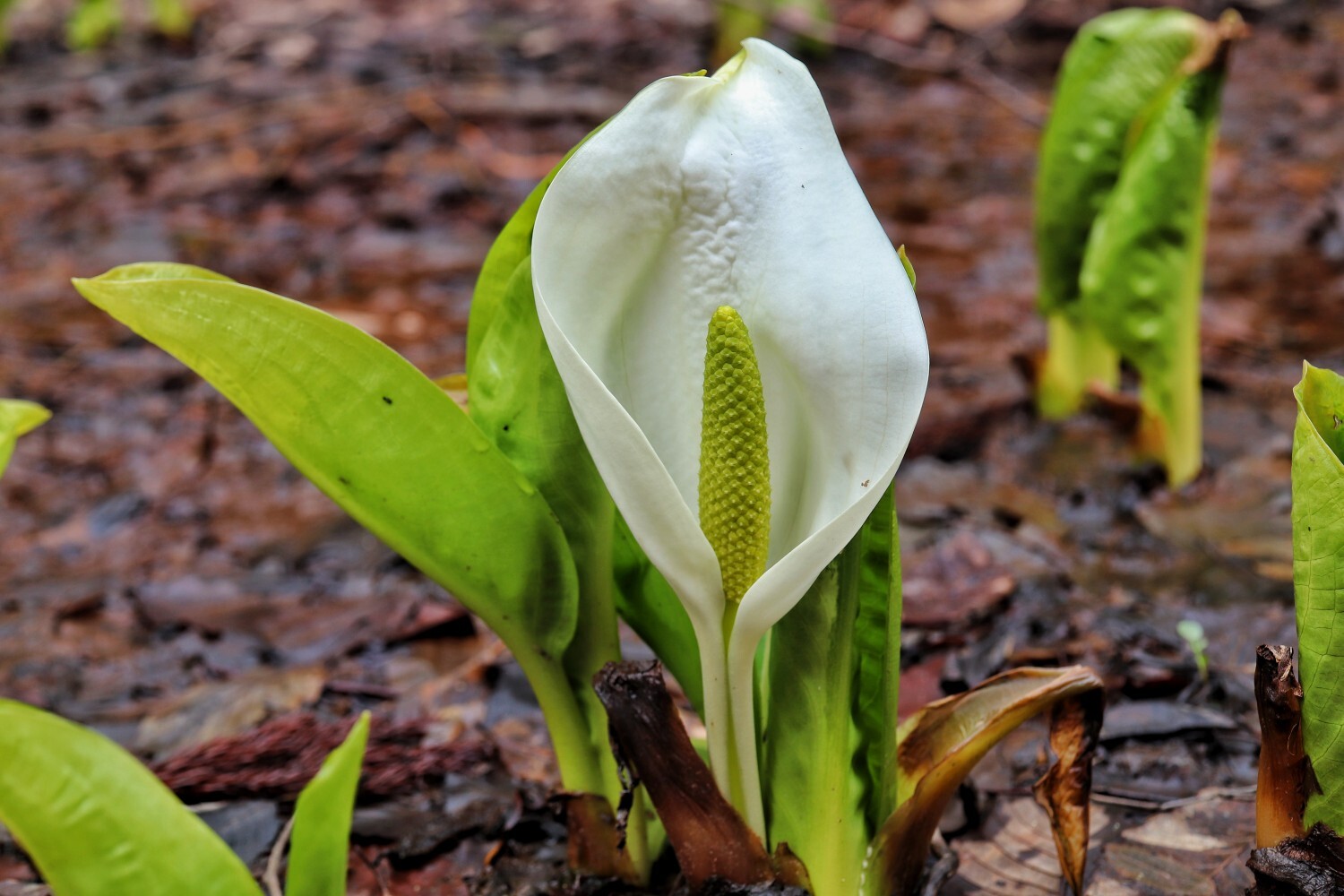北上の各種里に 情報提供:ノースロードさ... / G-Mikiさんのモーメント | YAMAP / ヤマップ