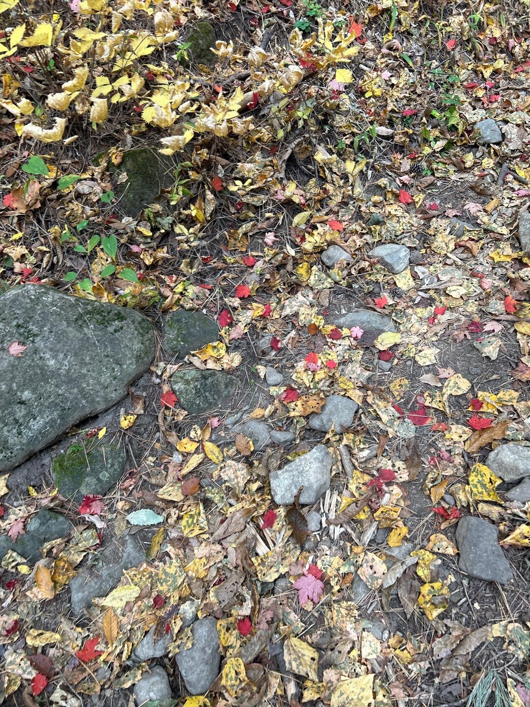 登山教室2 第1回茅ヶ岳 / chappyさんの茅ヶ岳・金ヶ岳・太刀岡山の活動データ | YAMAP / ヤマップ