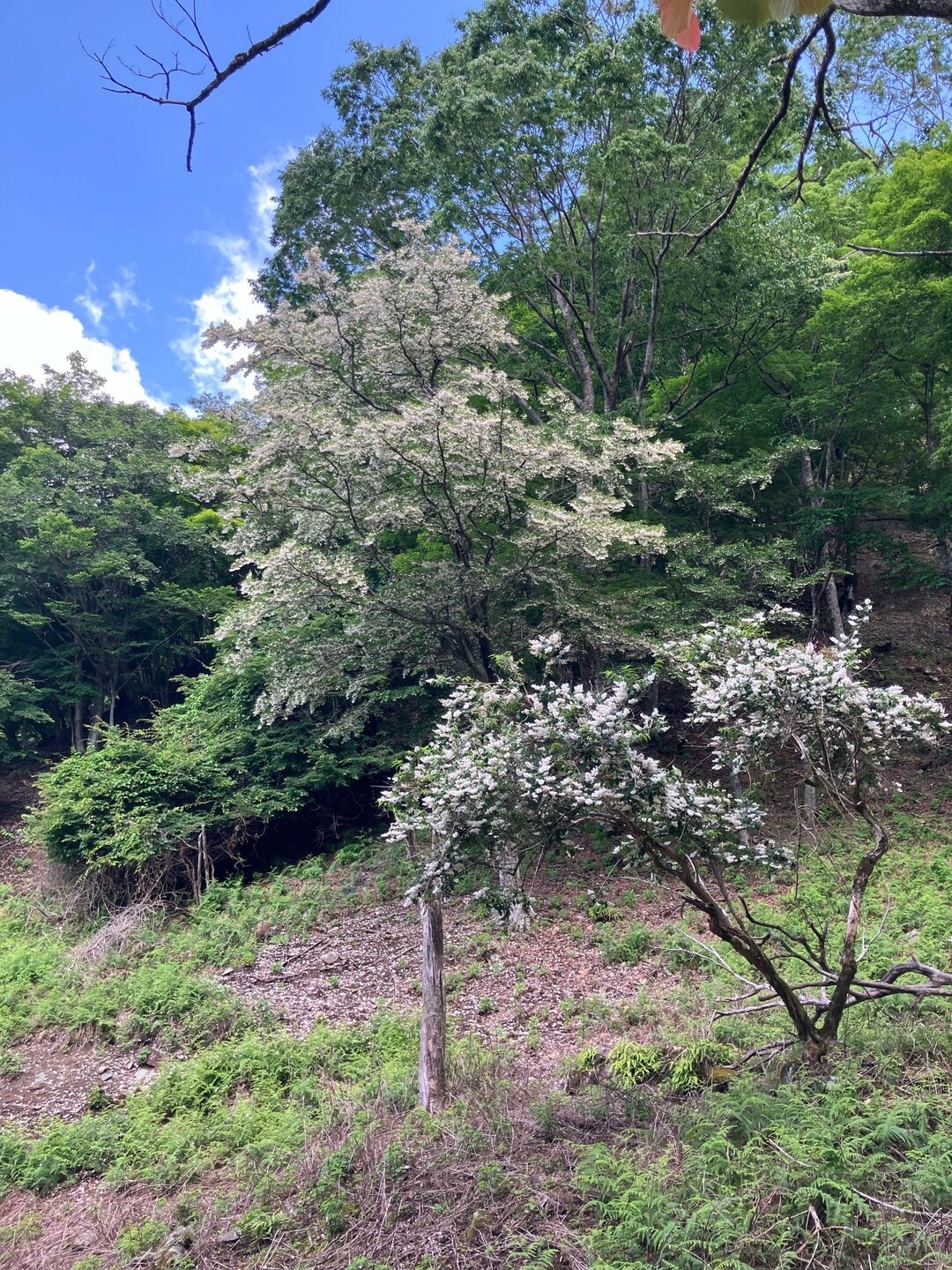 玄倉裏道：玄倉BP〜玄倉ノ野〜山神峠〜伊勢沢ノ頭 / ぜんぜんさんの塔ノ岳・丹沢山・蛭ヶ岳の活動データ | YAMAP / ヤマップ