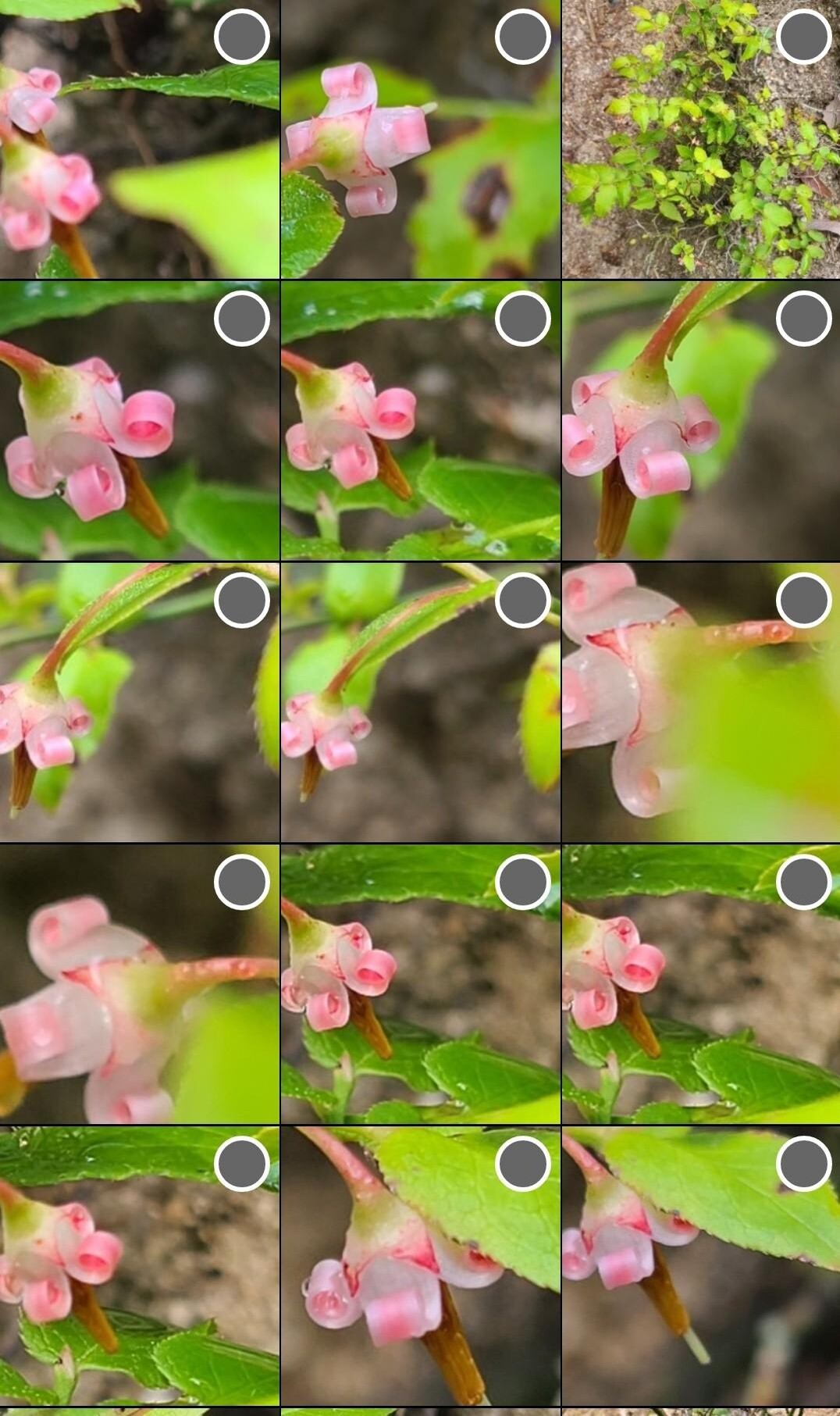 天狗岩 / まめごはんさんの金勝アルプス（鶏冠山・竜王山）の活動データ | YAMAP / ヤマップ