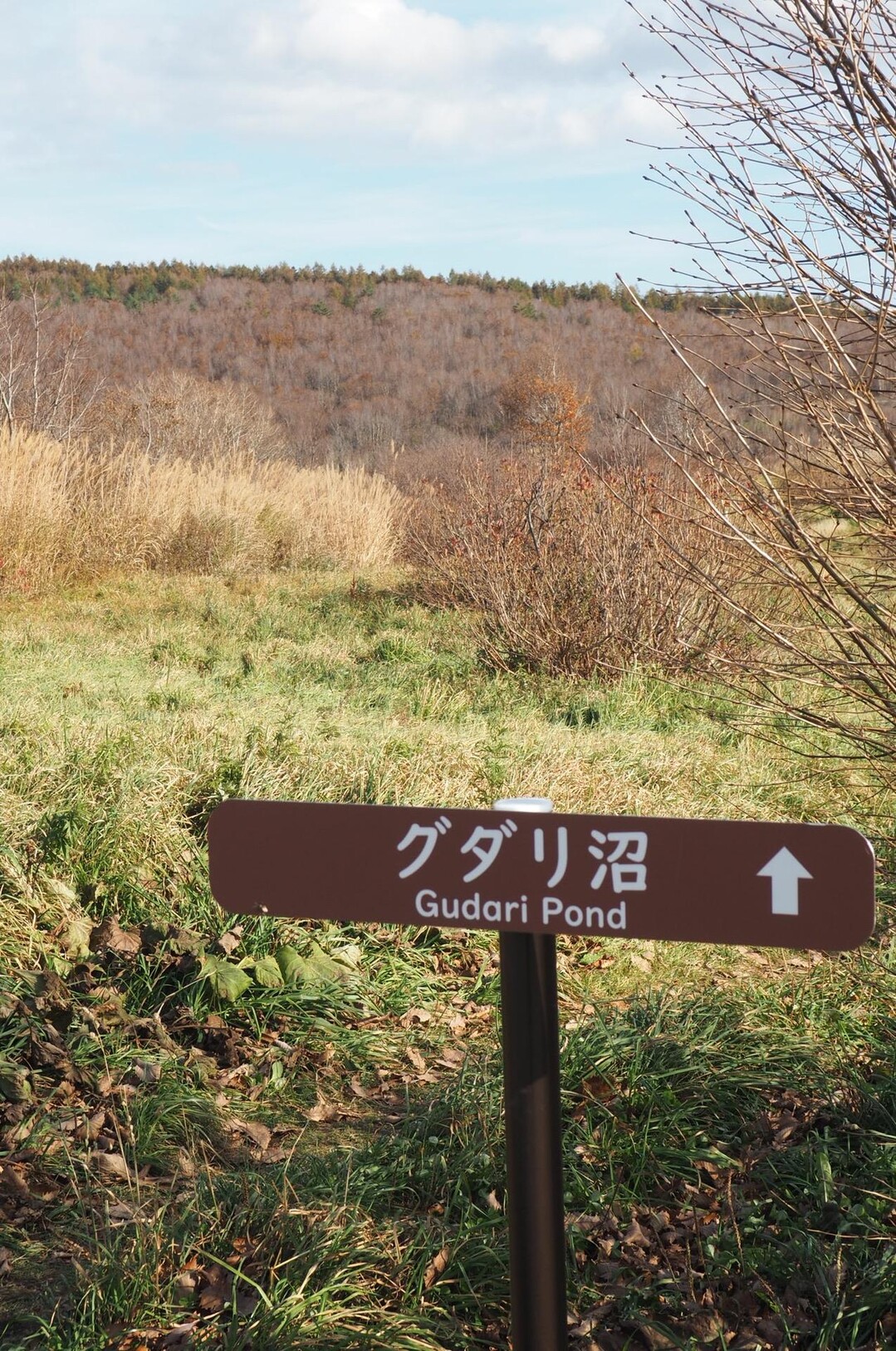 午後の散歩 〜グダリ沼 / Pポーさんの八甲田山・高田大岳・雛岳の活動データ | YAMAP / ヤマップ