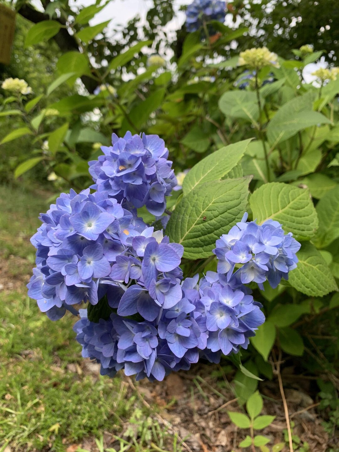 荒神山・日夏山 / kaakoさんの荒神山の活動データ | YAMAP / ヤマップ