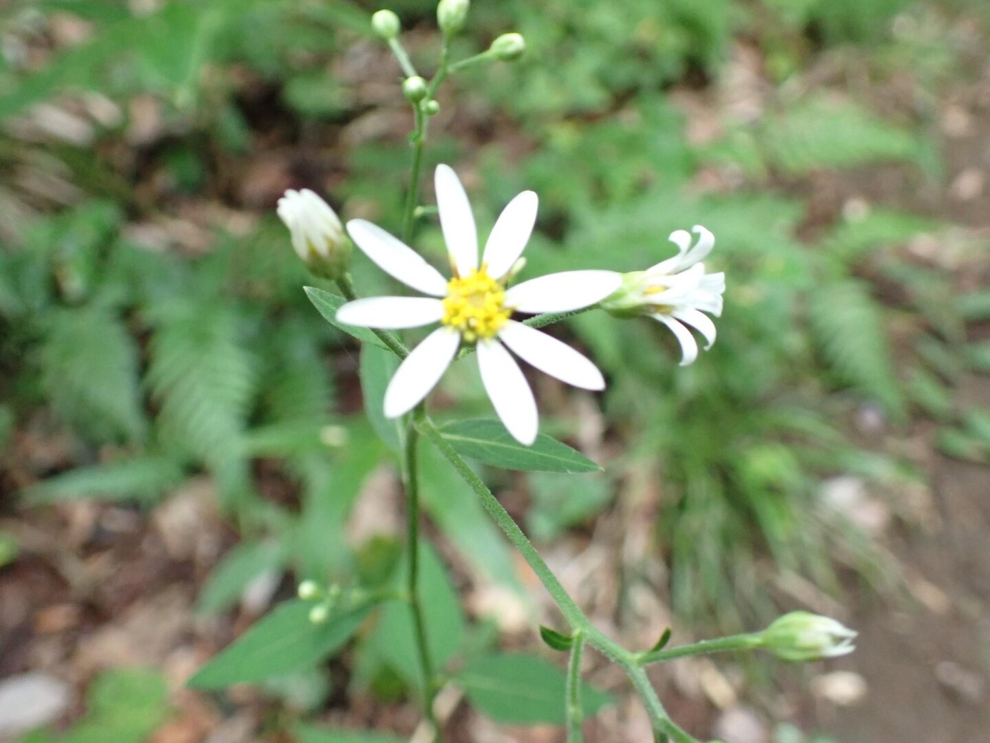 秋も山に登れるように歩きますwt.4.2 / シナモンさんの鞍掛山・後山・三童子山の活動データ | YAMAP / ヤマップ