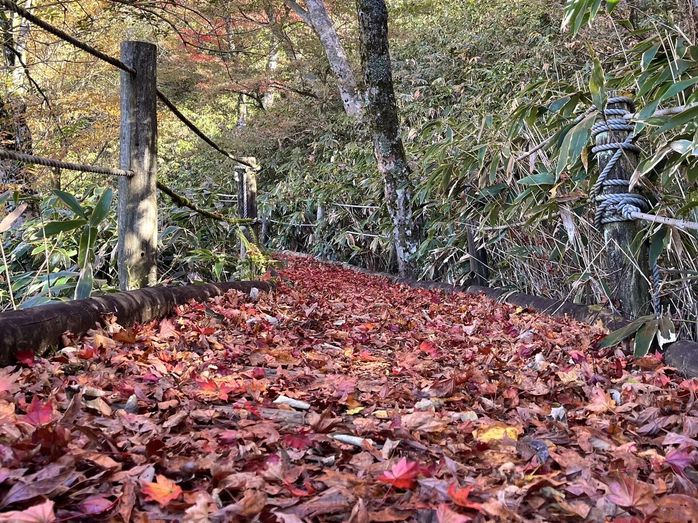 時間ないのに強行🍁🍂【蛤岳・脊振山】 / pu_kaoさんの脊振山・金山の活動データ | YAMAP / ヤマップ