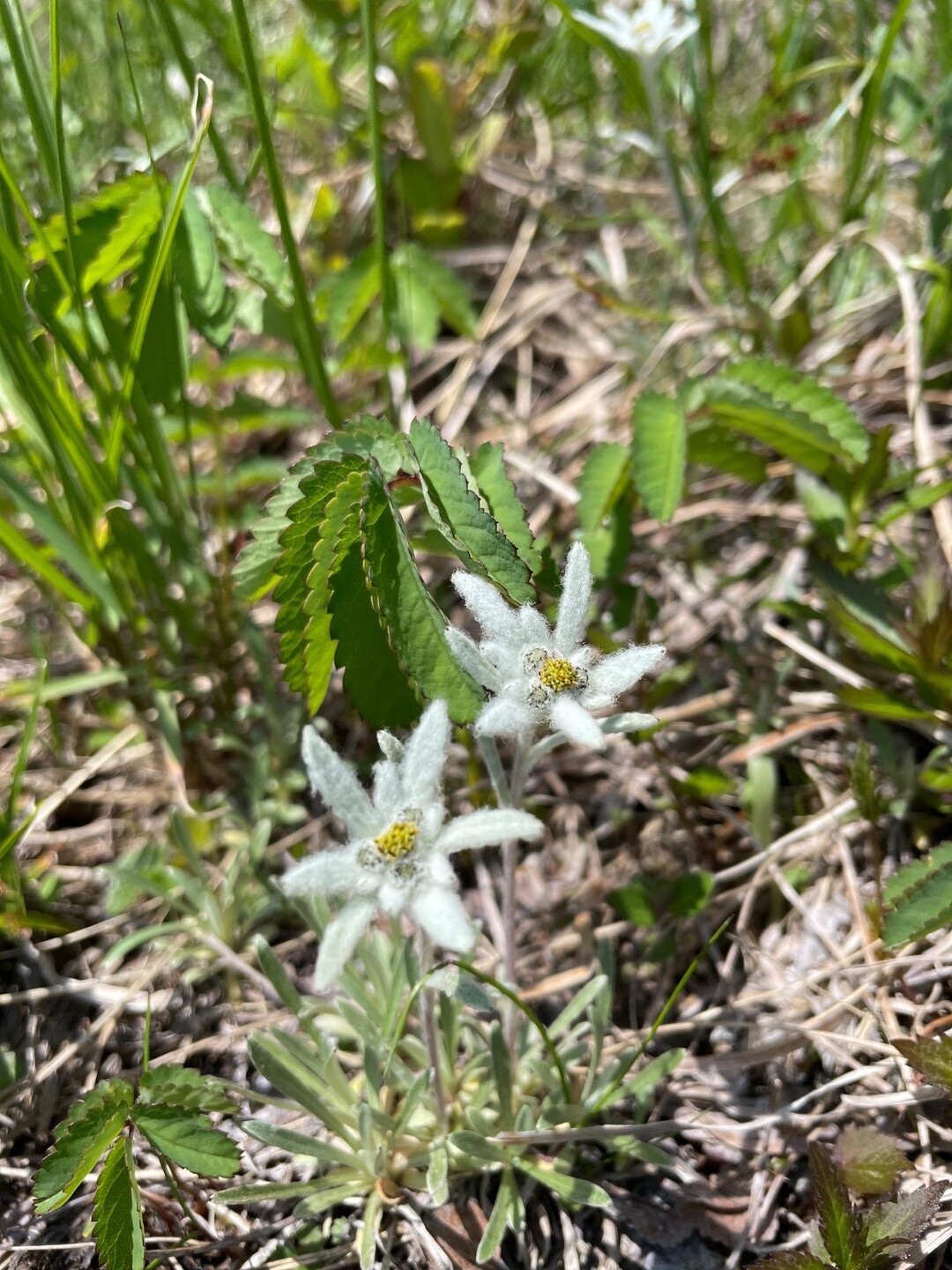 谷川岳（トマの耳）・谷川岳（オキノ耳）・一ノ倉岳・茂倉岳・矢場の頭 / ikumiさんの谷川岳・七ツ小屋山・大源太山の活動データ | YAMAP / ヤマップ