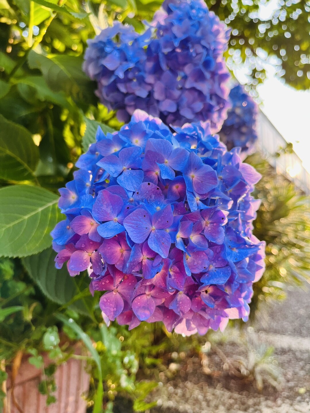 2022.06.08(水) 16:32 / SSMさんのモーメント | YAMAP / ヤマップ