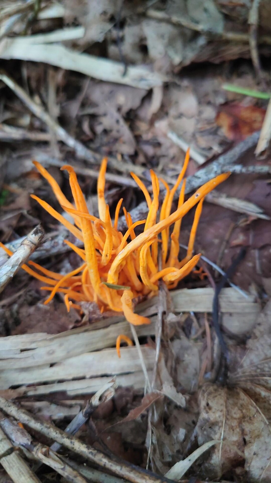 風不死岳～北尾根から / makyさんの樽前山・風不死岳の活動データ | YAMAP / ヤマップ