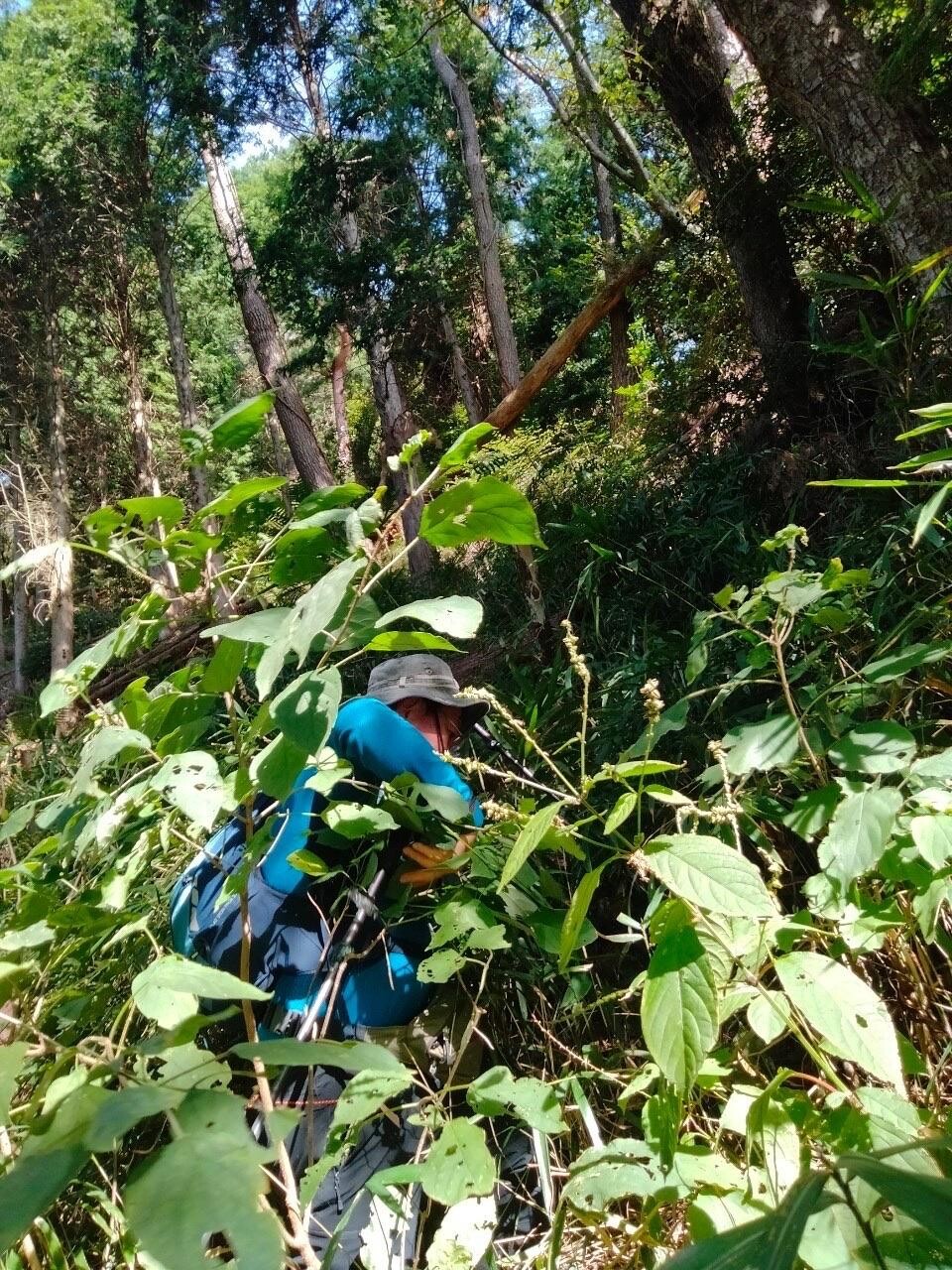 急登を藪漕ぎ。こんな感じになってたみたい... / Abu Tsubasaさんのモーメント | YAMAP / ヤマップ