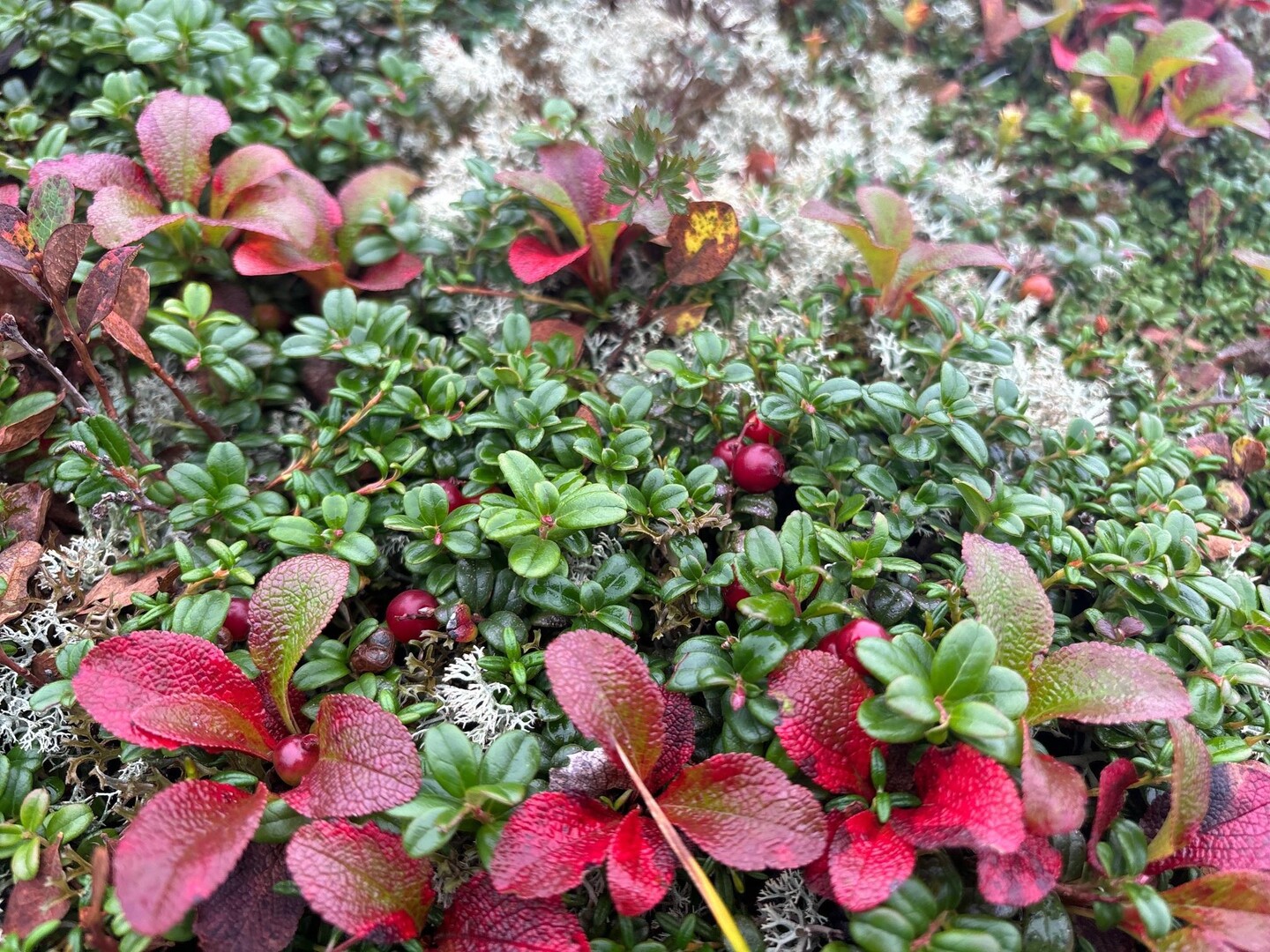 トムラウシ山 真っ白な神々のお庭と山でした😢 / キラまきさんのGT3 2の活動データ | YAMAP / ヤマップ
