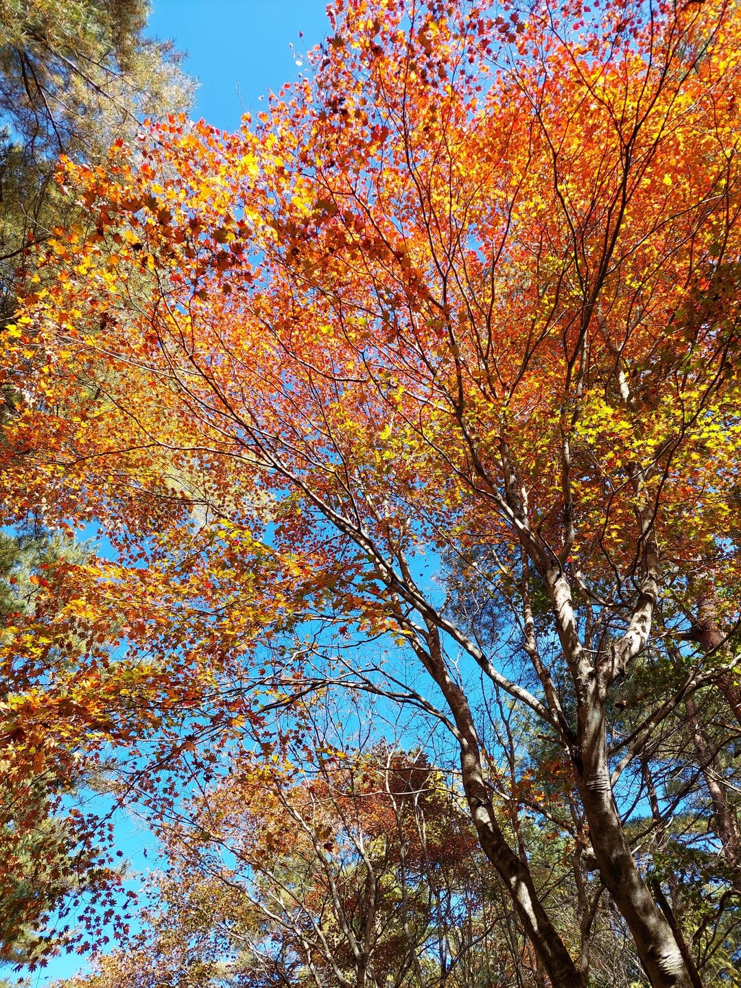 物見山（種山） / HTさんの物見山（種山）の活動データ | YAMAP / ヤマップ