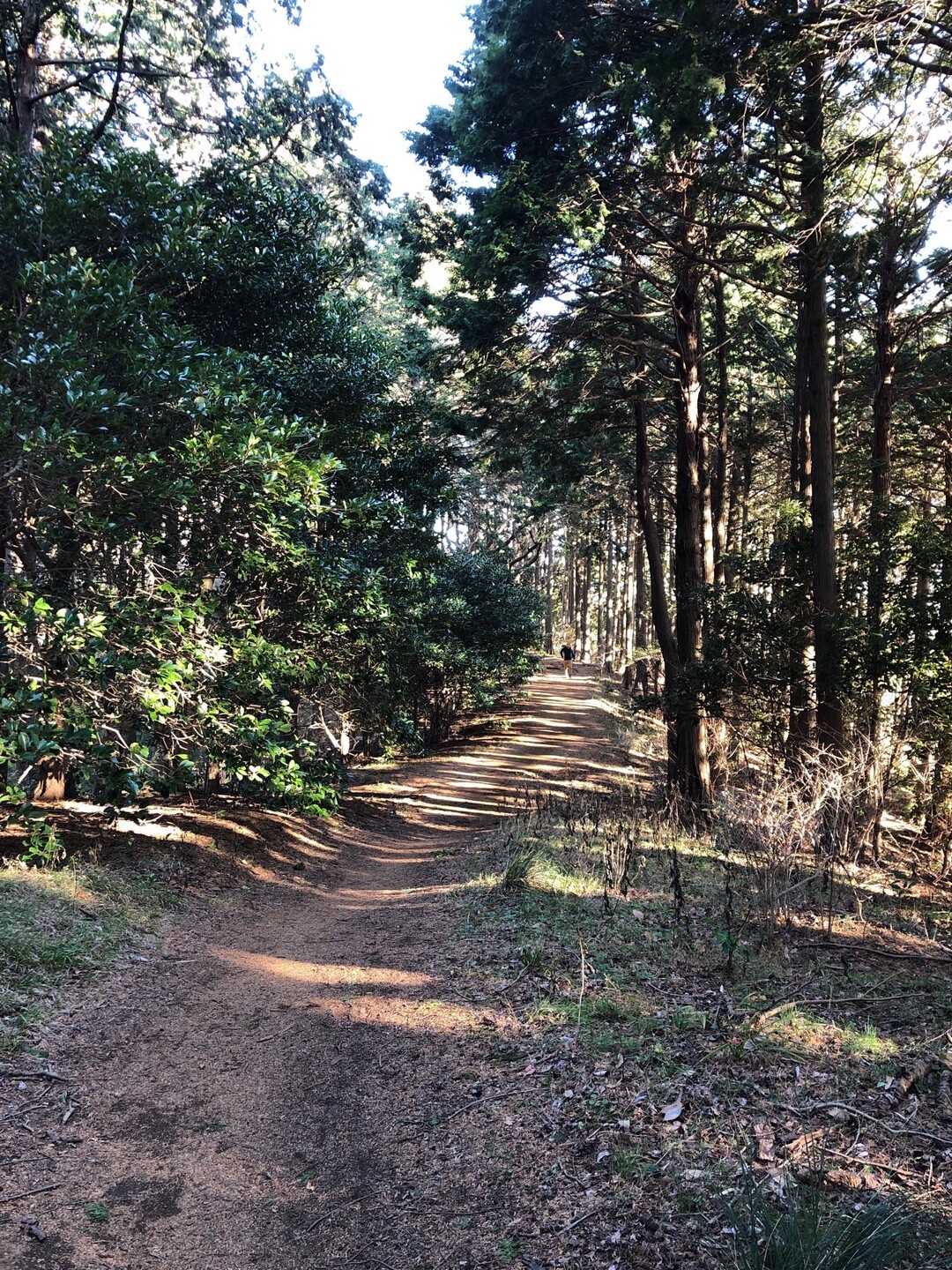 大山古道 野菊と信仰の道 / yhmgcさんの大山の活動データ | YAMAP / ヤマップ