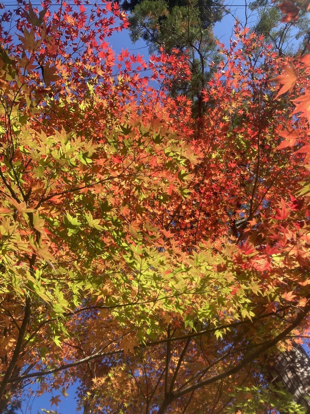 2022.11.18(金) 12:15 / ひらちゃんさんのモーメント | YAMAP / ヤマップ