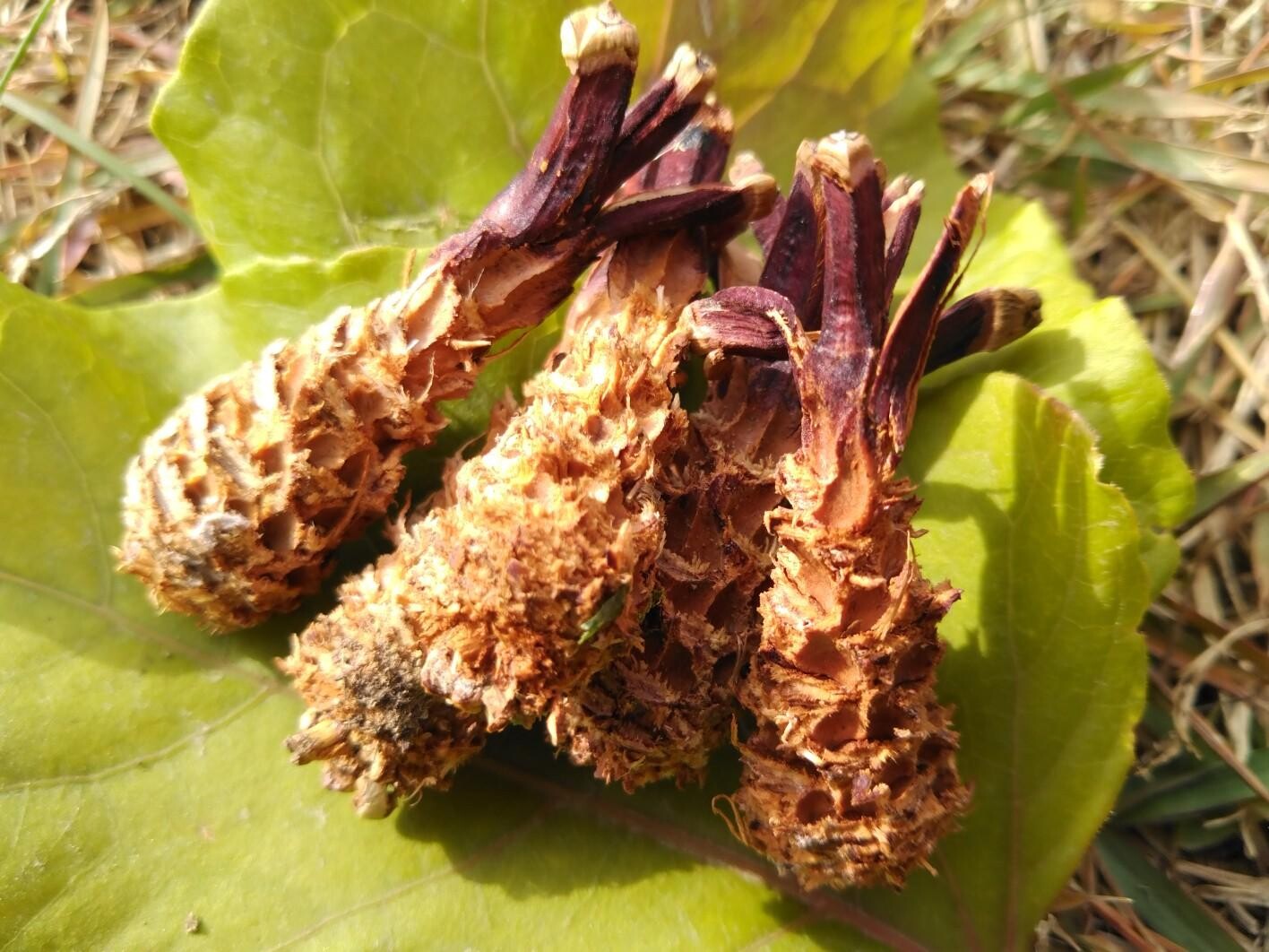 🐿️本日の🦐定食5本でした☺️ / つららさんのモーメント | YAMAP / ヤマップ