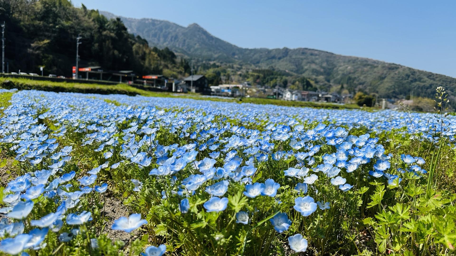 青の洞門を青く染める ネモフィラ / Haroldさんのモーメント | YAMAP / ヤマップ