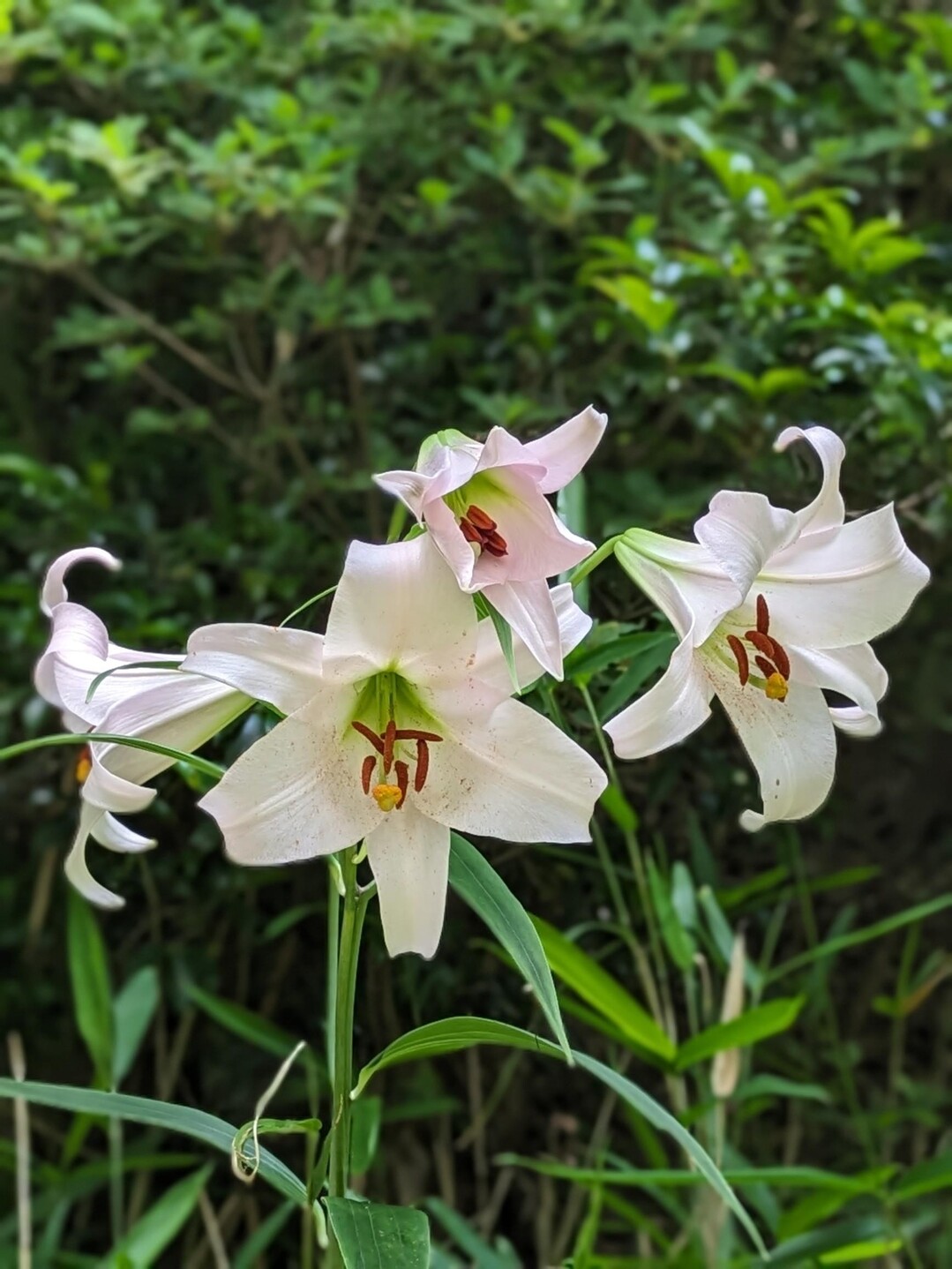 二上山(雄岳・雌岳)・當麻寺・ささゆり / noanoaさんの金剛山・二上山・大和葛城山の活動データ | YAMAP / ヤマップ