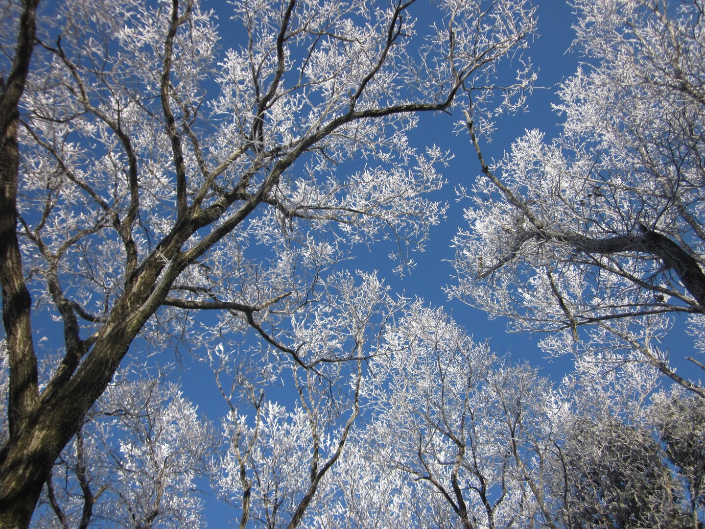 ふりかえり【512】音羽山 2015.1... / とっくるの？さんのモーメント | YAMAP / ヤマップ