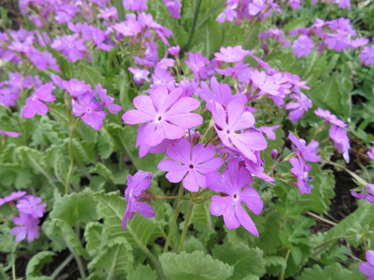 阿蘇北外輪山ぶらり サクラソウとキンリュウカ / Non-dayさんのウォーキングの活動データ | YAMAP / ヤマップ