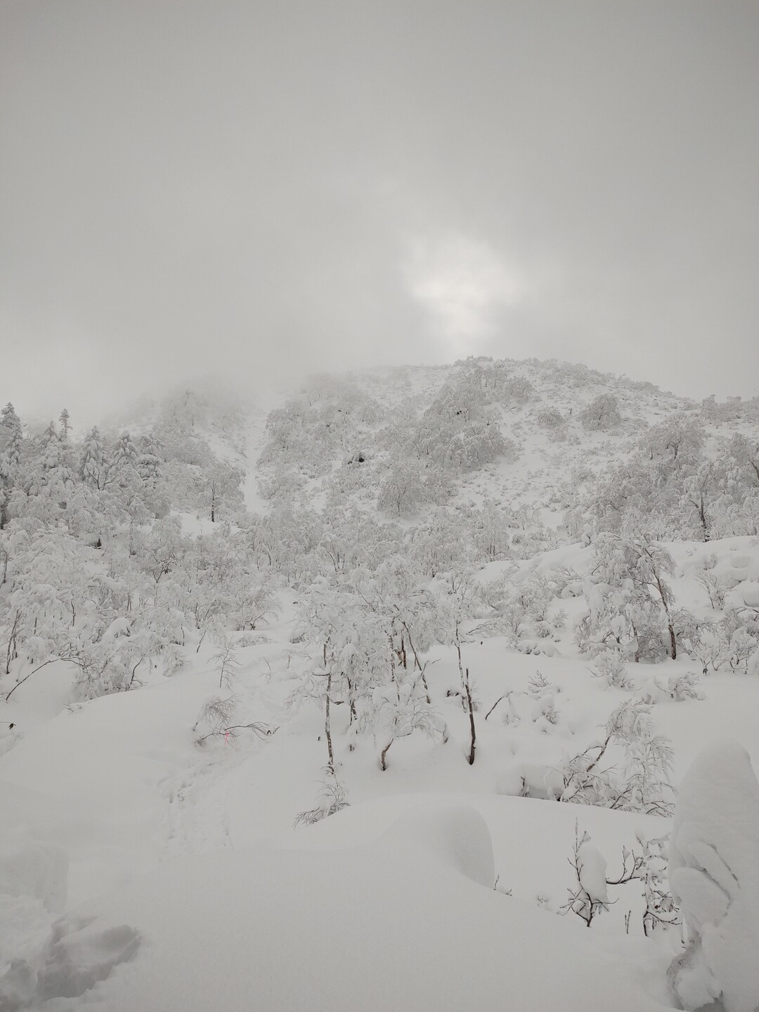 大雪山旭岳（姿見の池付近まで） / K2.Rさんの大雪山系・旭岳・トムラウシの活動データ | YAMAP / ヤマップ