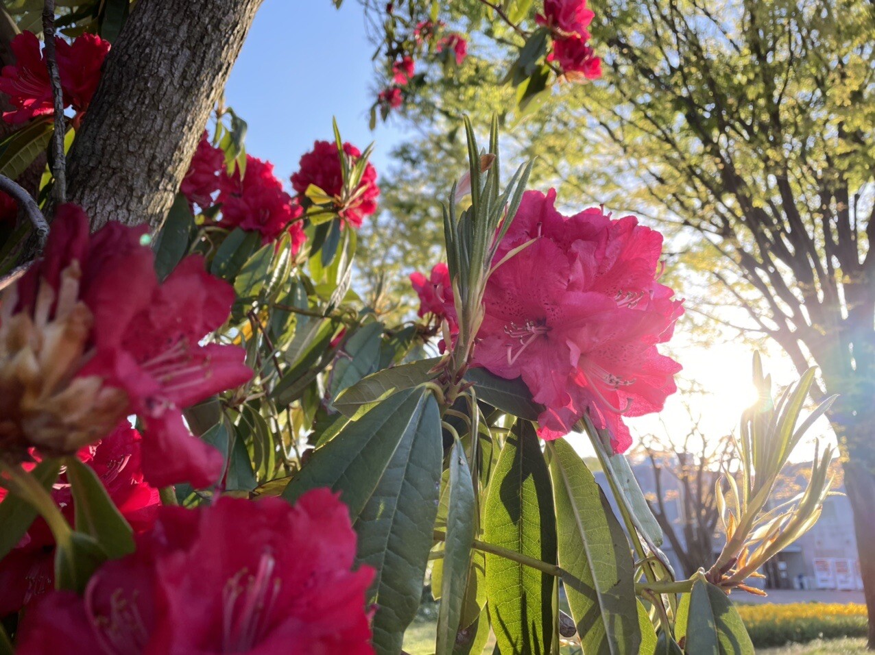 花便りvol.9 本日もお天気良好 色々... / kaizaさんのモーメント | YAMAP / ヤマップ