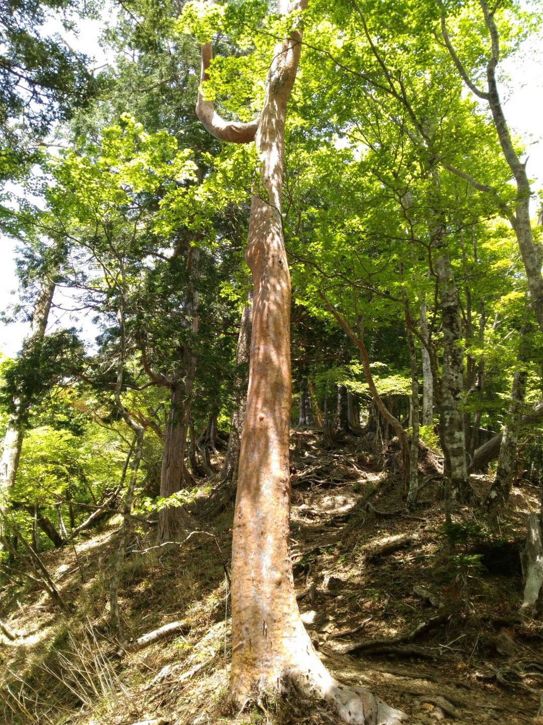 大普賢岳へ 久しぶりの登山 / reokunさんの観音峯山・大普賢岳・山上ヶ岳・稲村ヶ岳の活動データ | YAMAP / ヤマップ