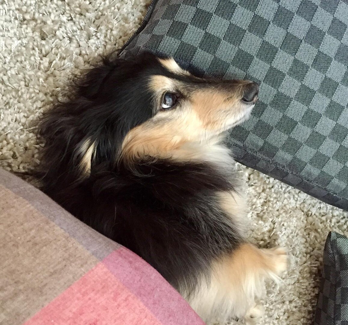 ツルギのページ | YAMAP / ヤマップ