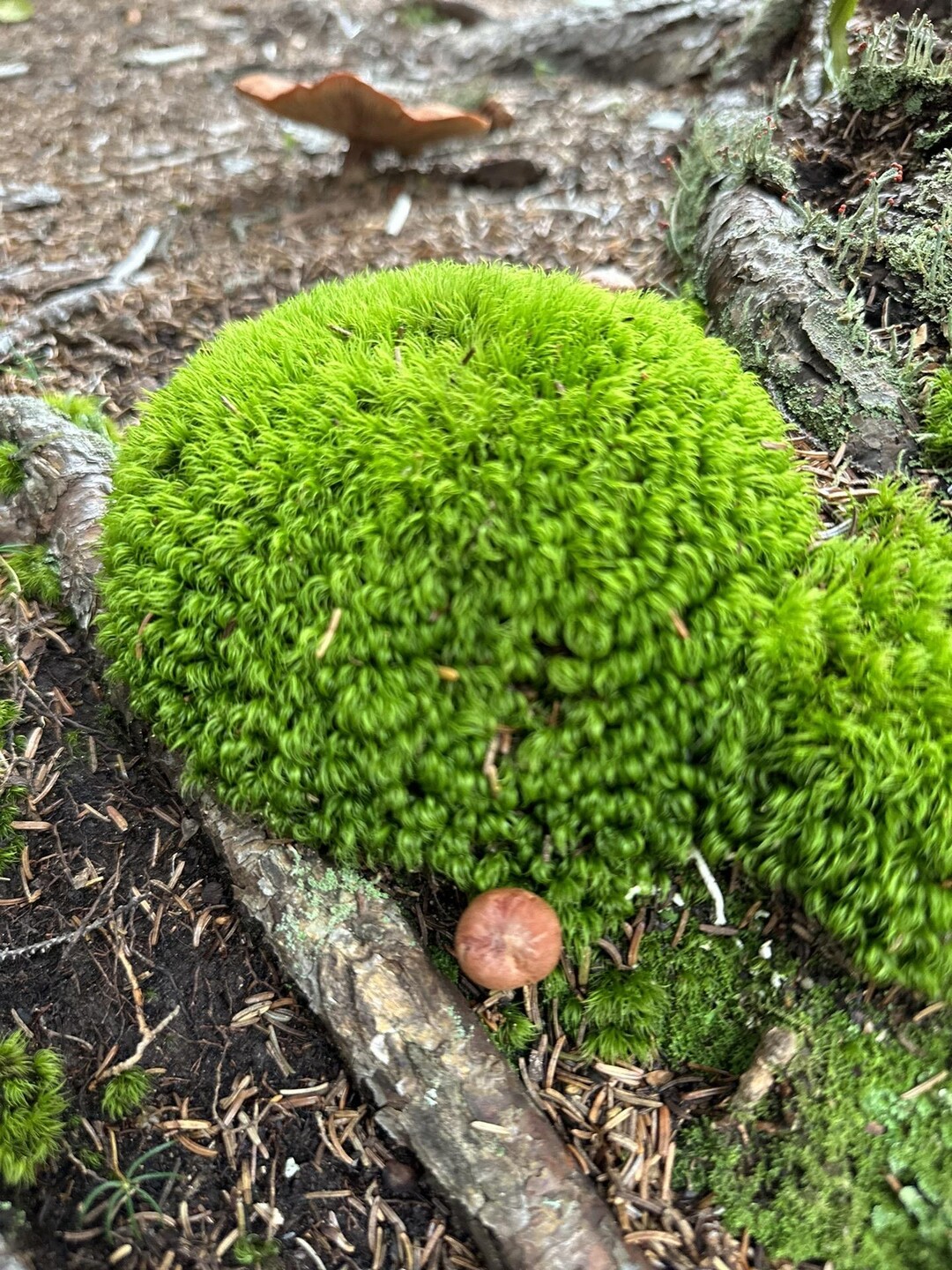 雌阿寒岳（ソロです💦） / とらもさんの雌阿寒岳・阿寒富士・白湯山の活動データ | YAMAP / ヤマップ