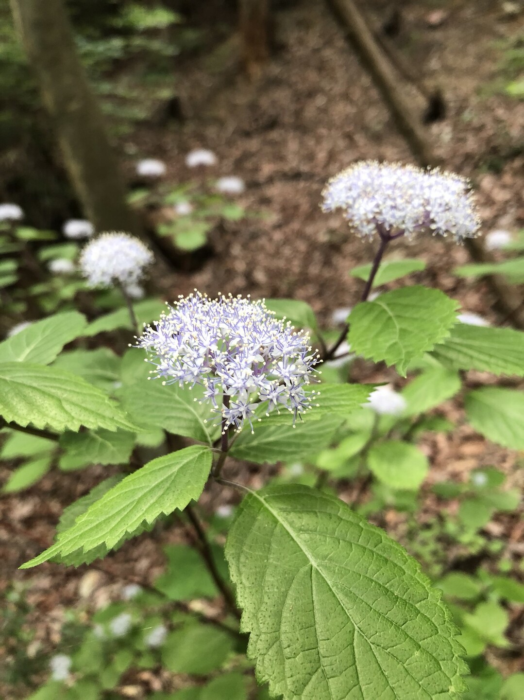 ロードラン〜中山連山 / kossy（characo）さんの中山・大峰山の活動データ | YAMAP / ヤマップ
