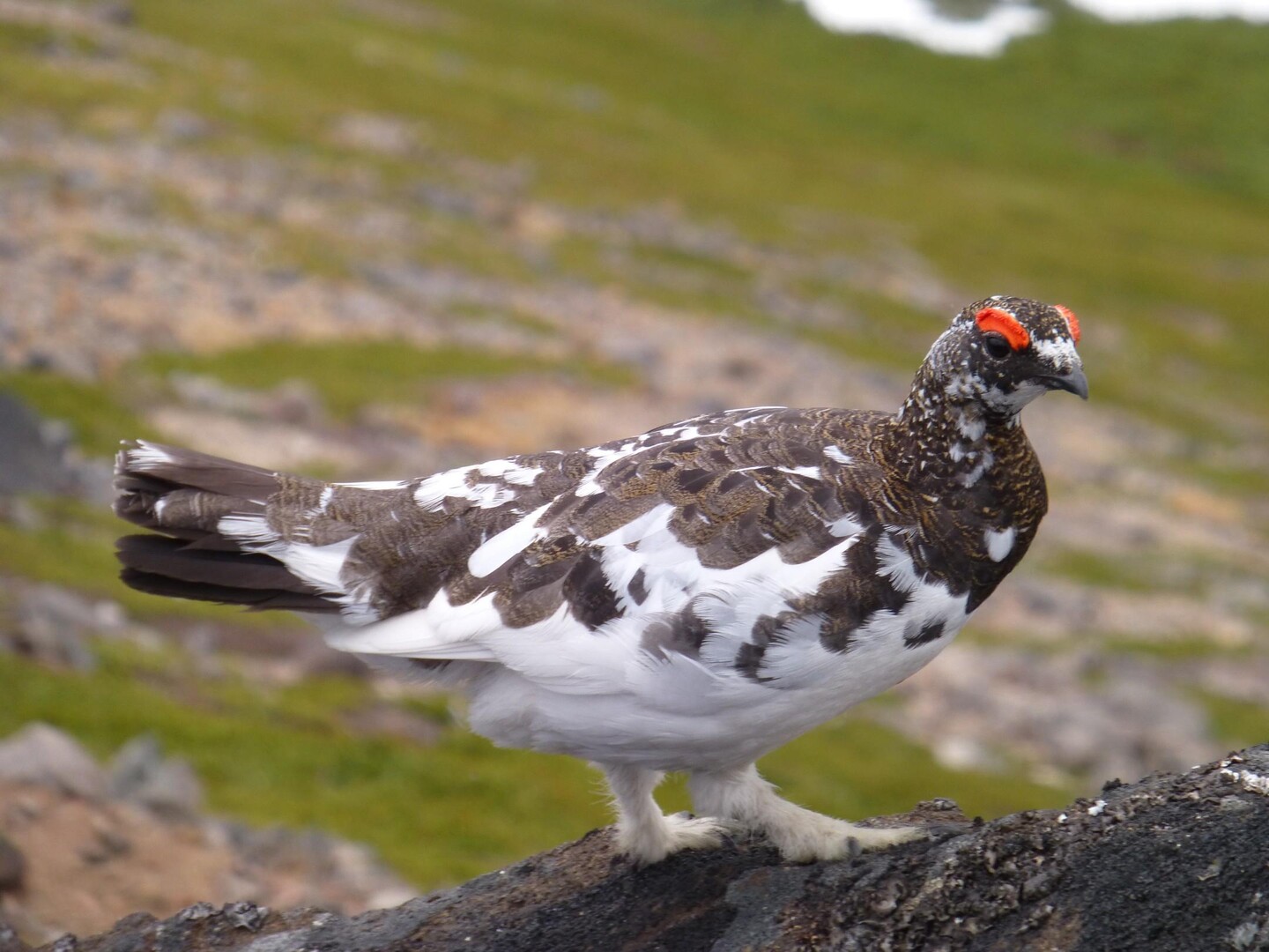 飛騨頂上・継子岳・継子Ⅱ峰 / takanoさんの御嶽山・継子岳・摩利支天山の活動日記 | YAMAP / ヤマップ