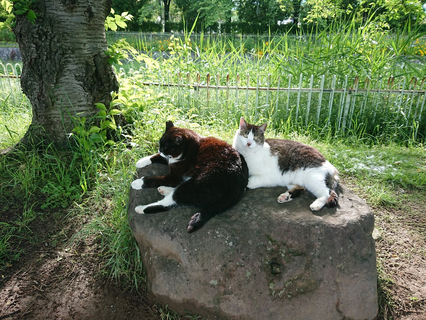 サッカーを見に来た帰りにいた。 / syorinさんのモーメント | YAMAP / ヤマップ