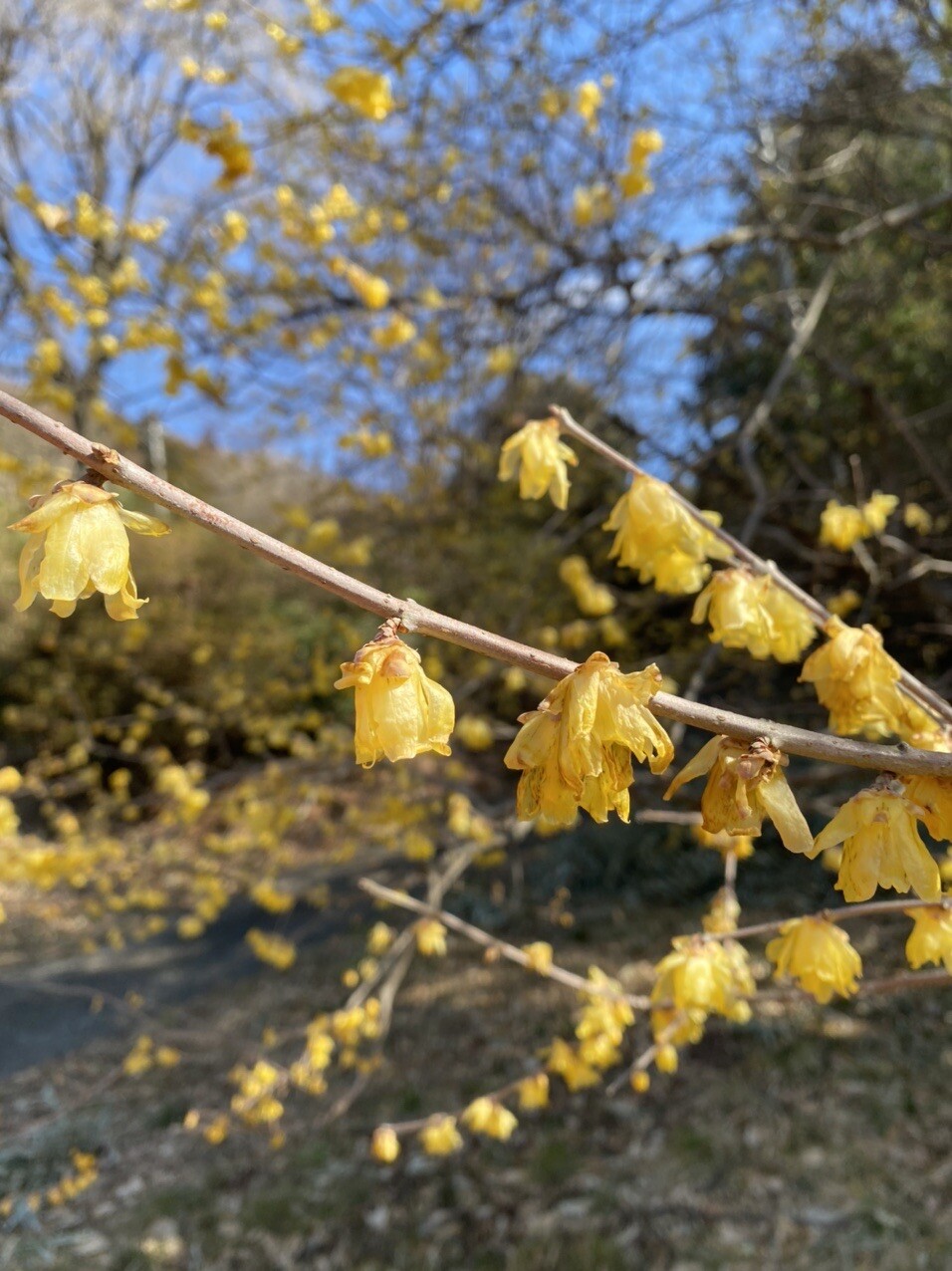 御殿山〜石尊山〜戸谷山 / kakoさんの登山の活動データ | YAMAP / ヤマップ