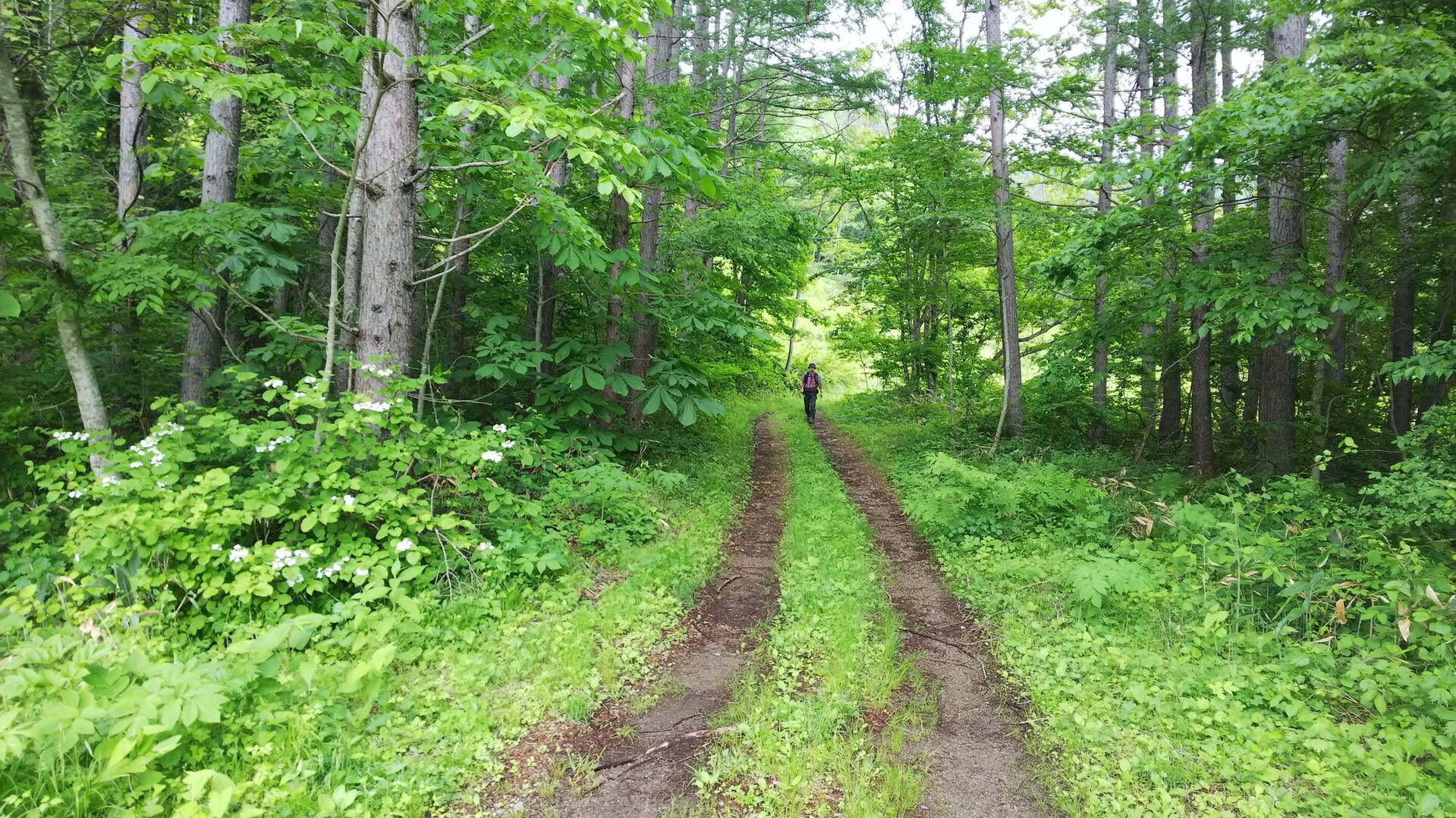 荒海山 / mommutさんの荒海山・芝草山の活動データ | YAMAP / ヤマップ