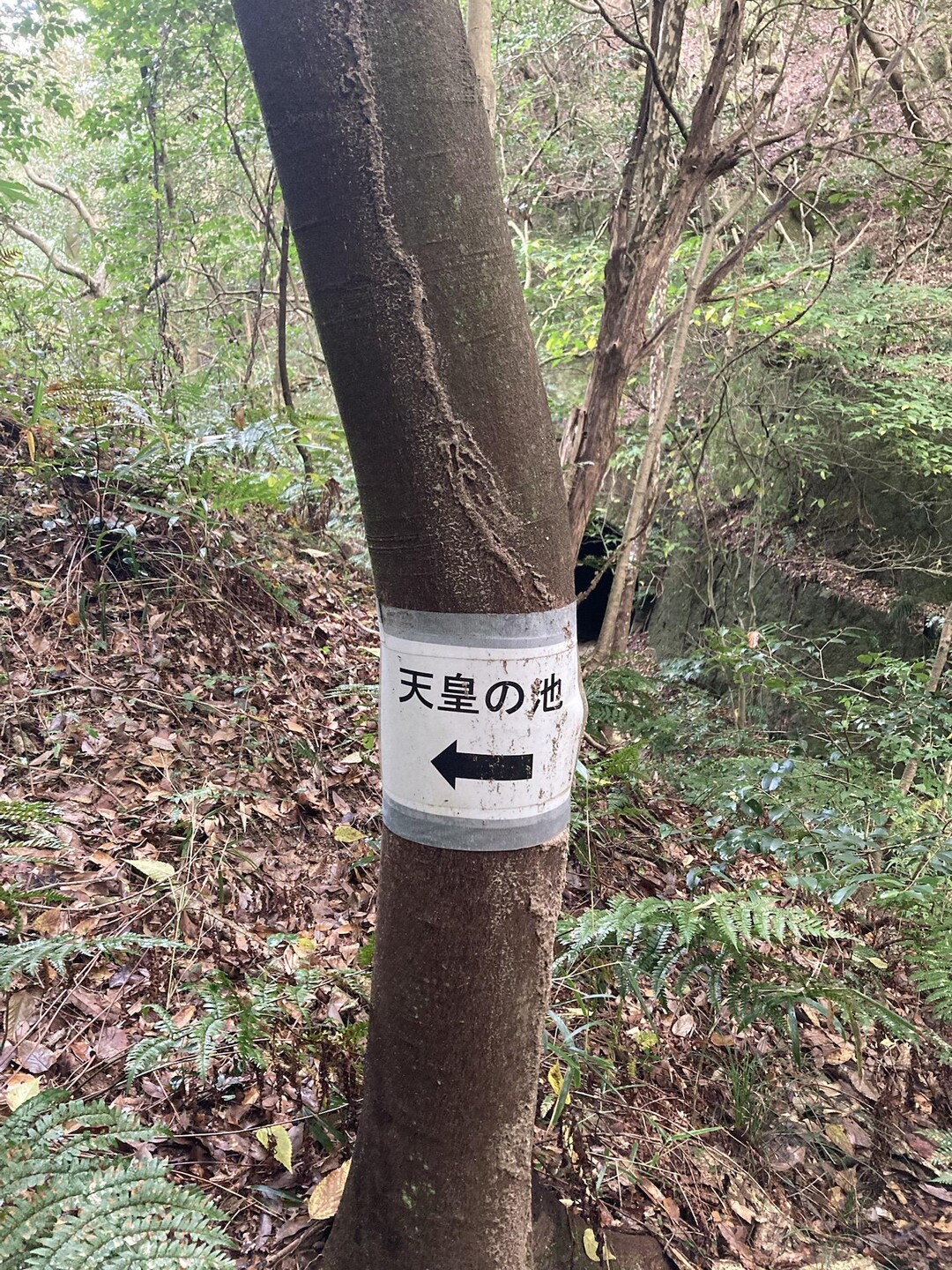 横尾山・栂尾山・高倉山 / yugoさんの六甲山・長峰山・摩耶山の活動日記 | YAMAP / ヤマップ