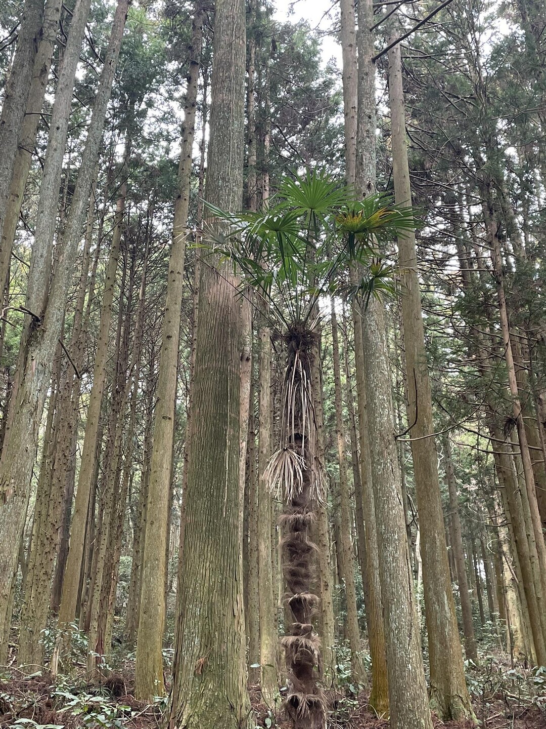 台山 / JBT会員番号5さんの雁飛山の活動データ | YAMAP / ヤマップ