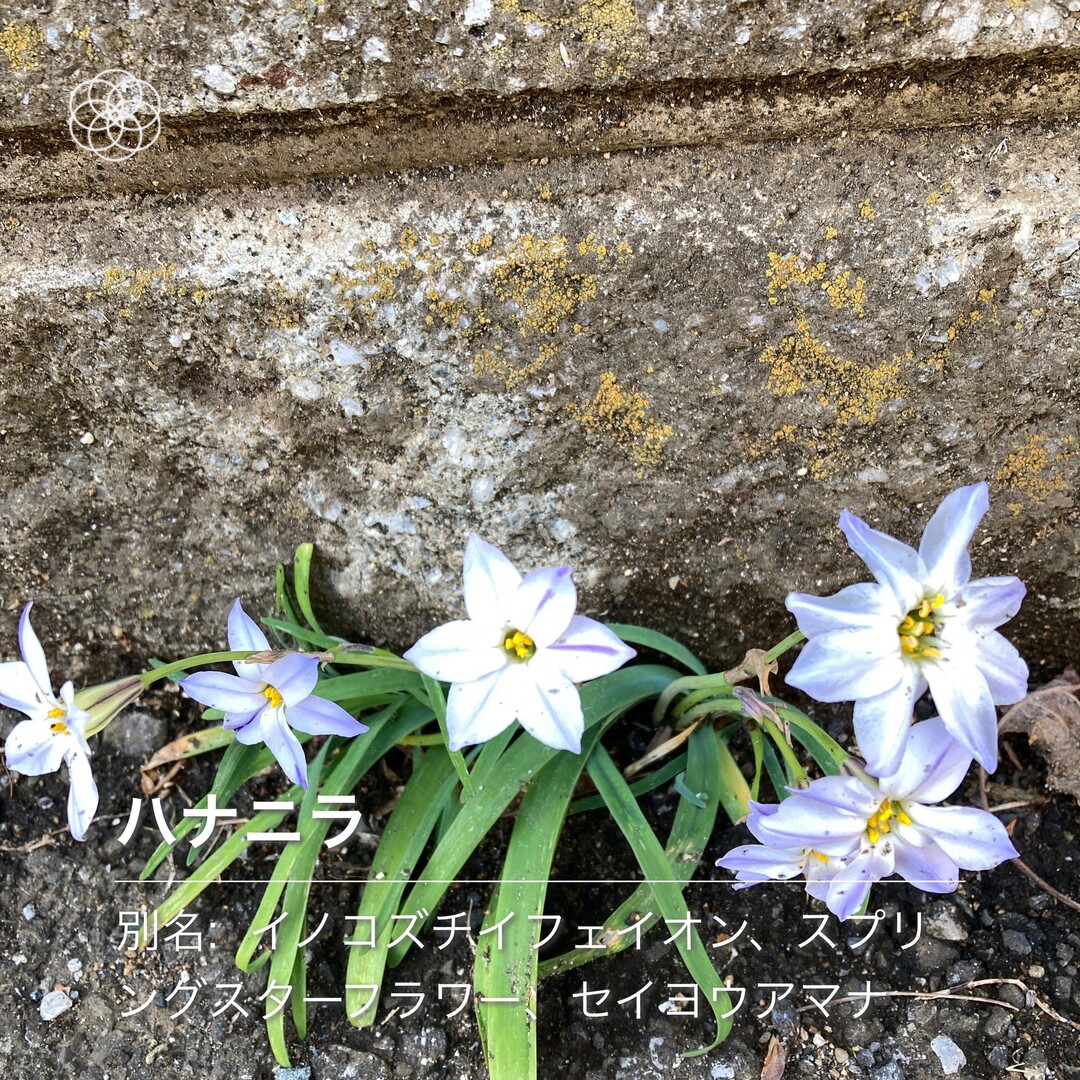 零れ落ち 咲いて知らじな道端の春 / Mickey Masterさんのモーメント | YAMAP / ヤマップ