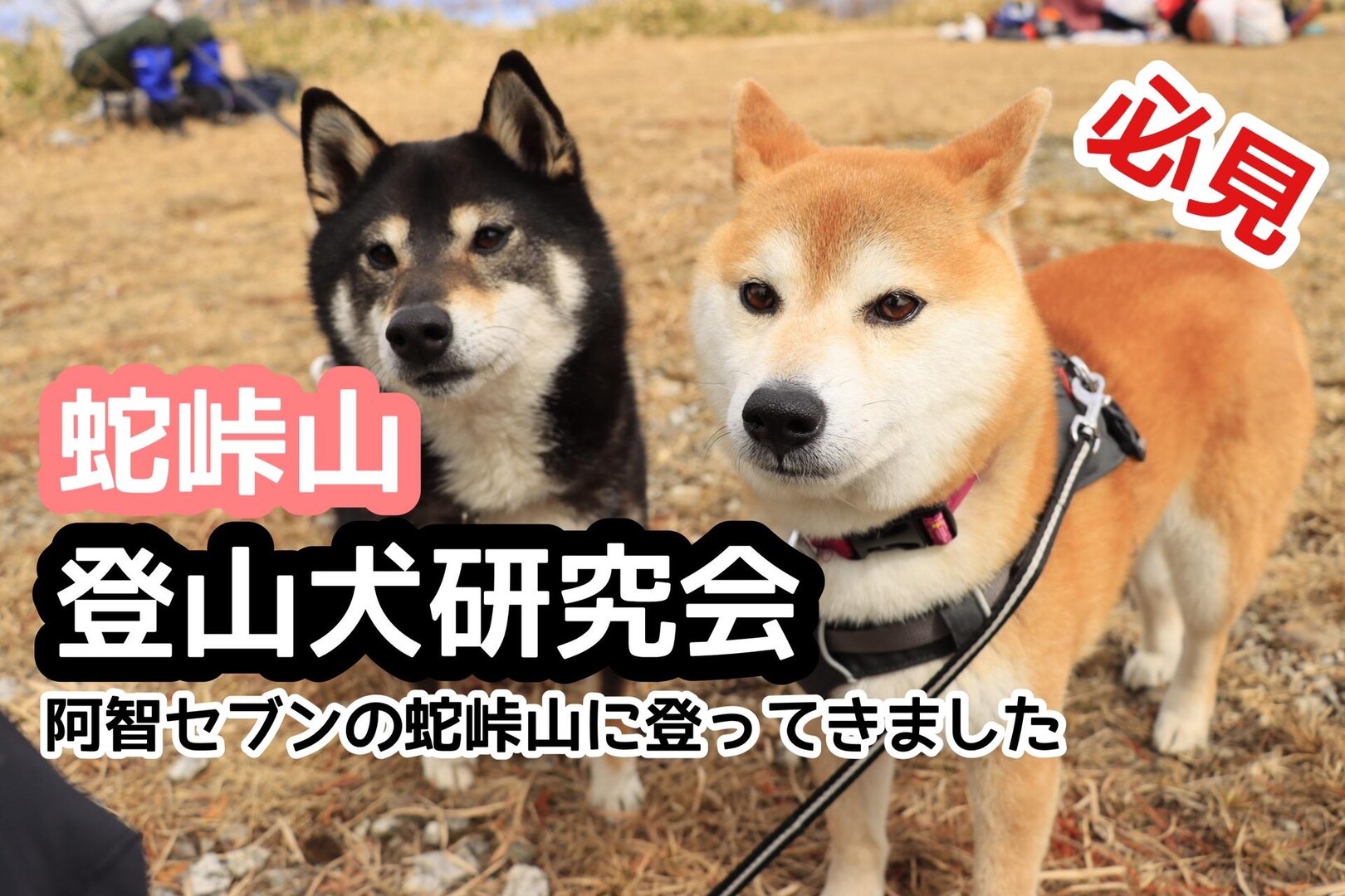 YouTube見てね https://y... / Corchanさんのモーメント | YAMAP / ヤマップ